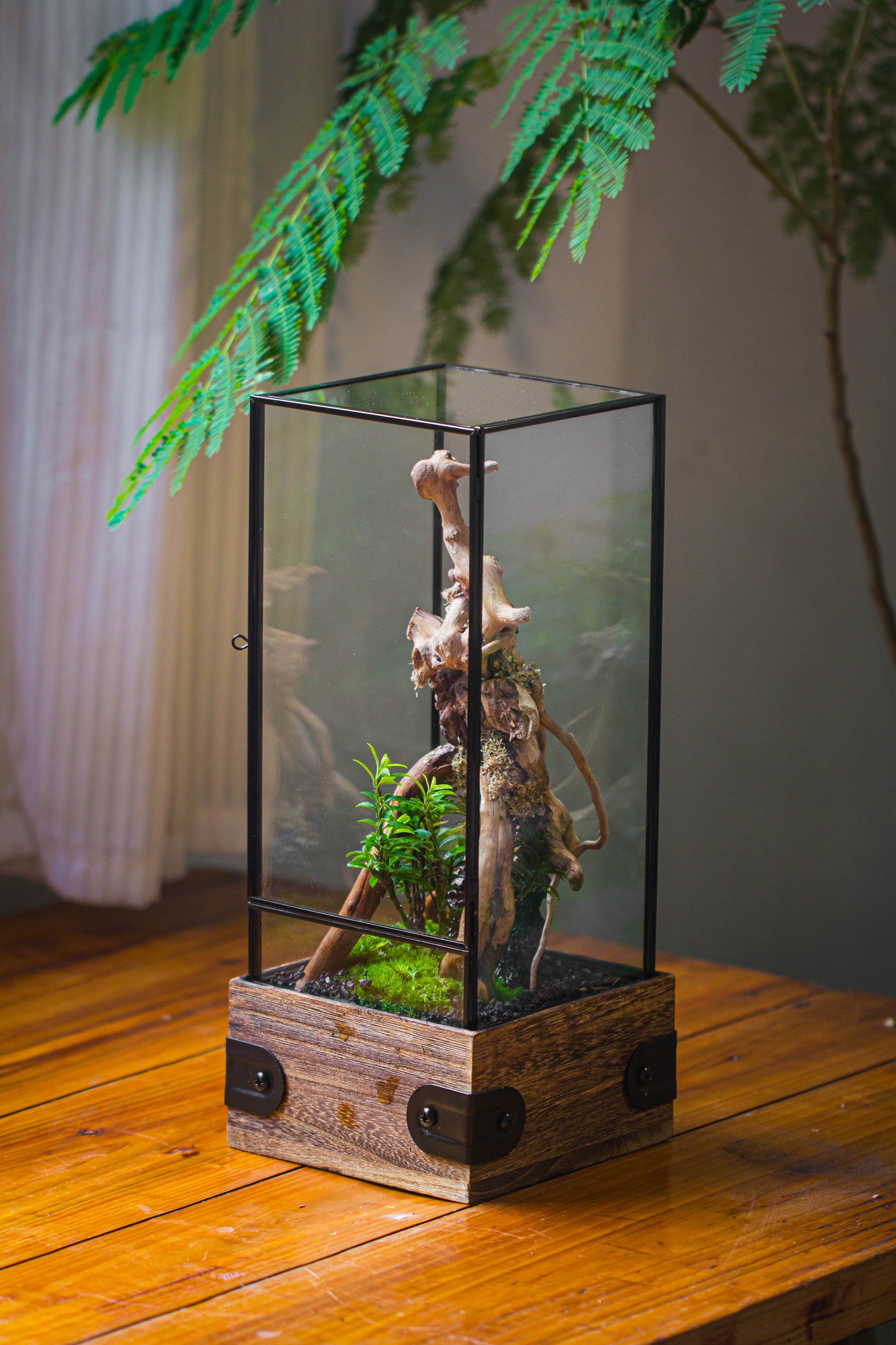 Handmade Glass Terrarium with Wood Base, Rectangular Planter with Door ...