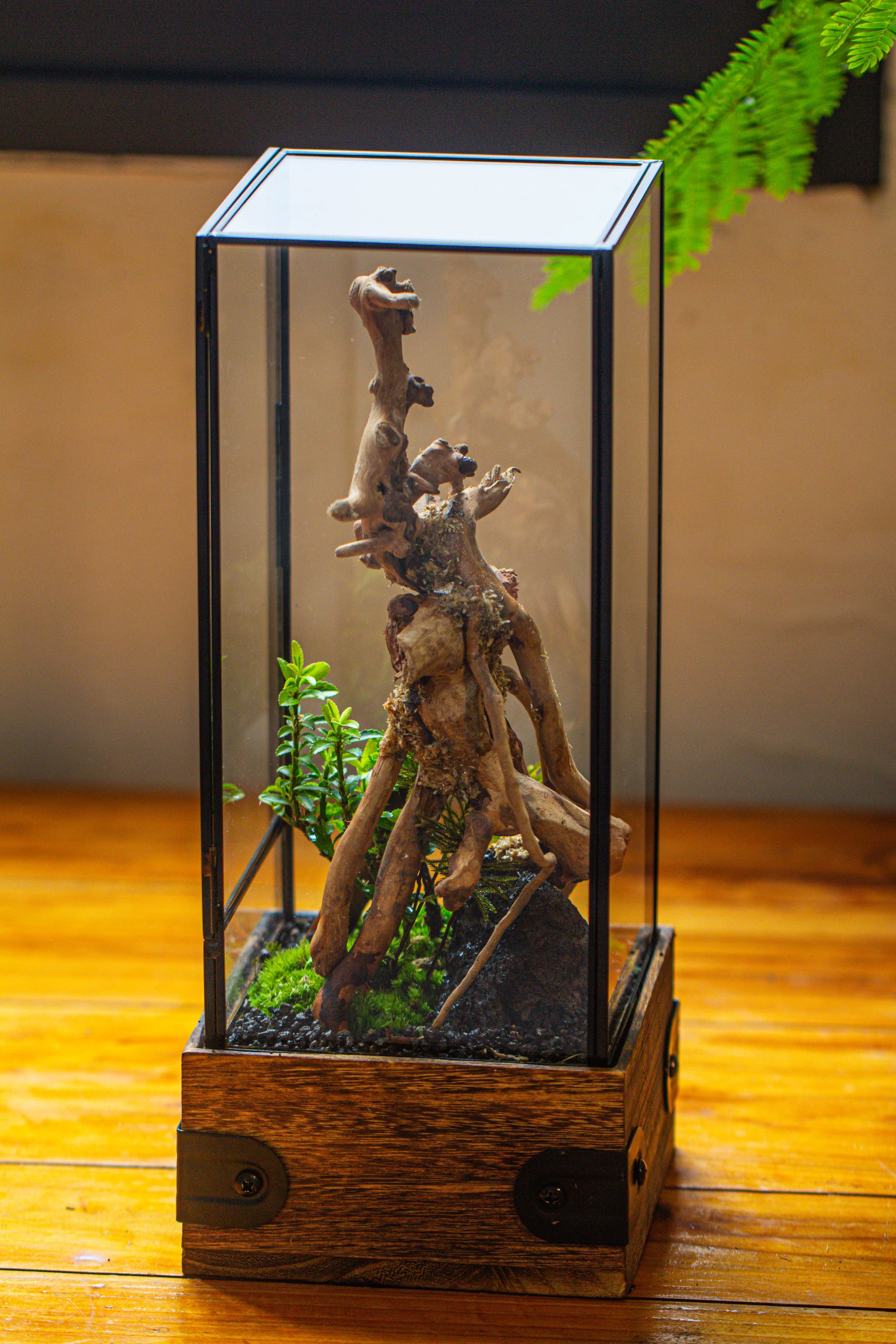 Handmade Glass Terrarium with Wood Base, Rectangular Planter with Door ...