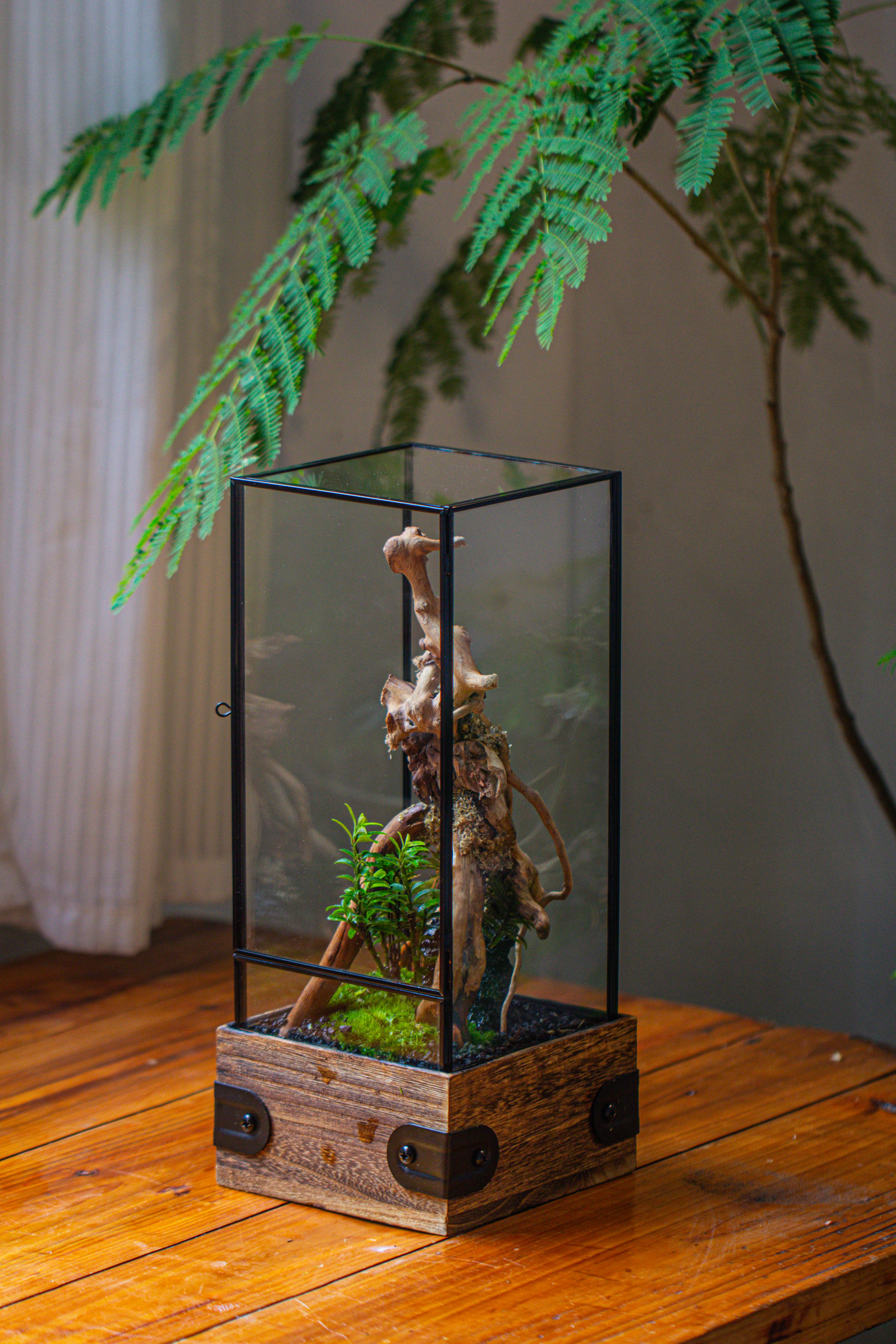 Handmade Glass Terrarium with Wood Base, Rectangular Planter with Door ...