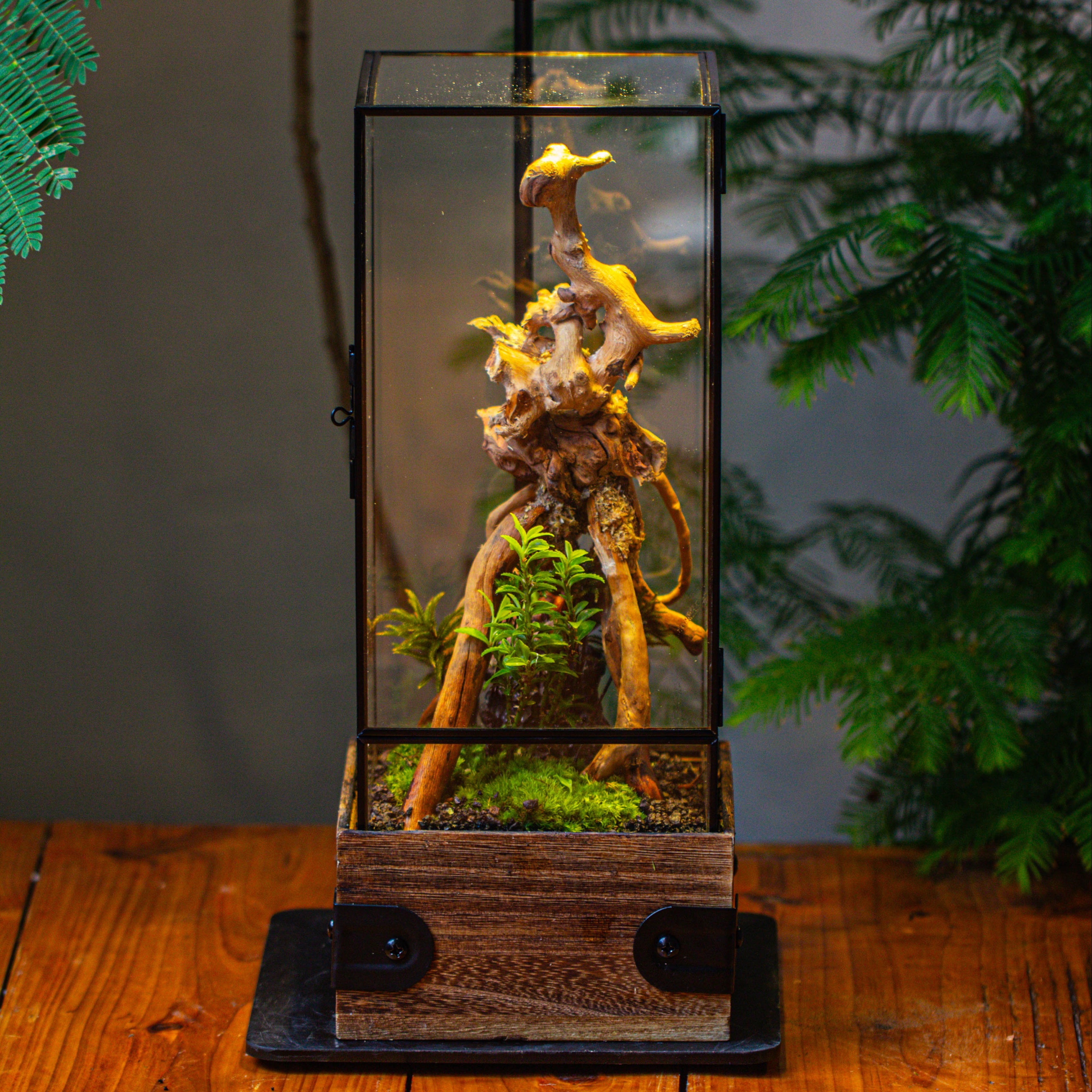 Handmade Glass Terrarium with Wood Base, Rectangular Planter with Door ...