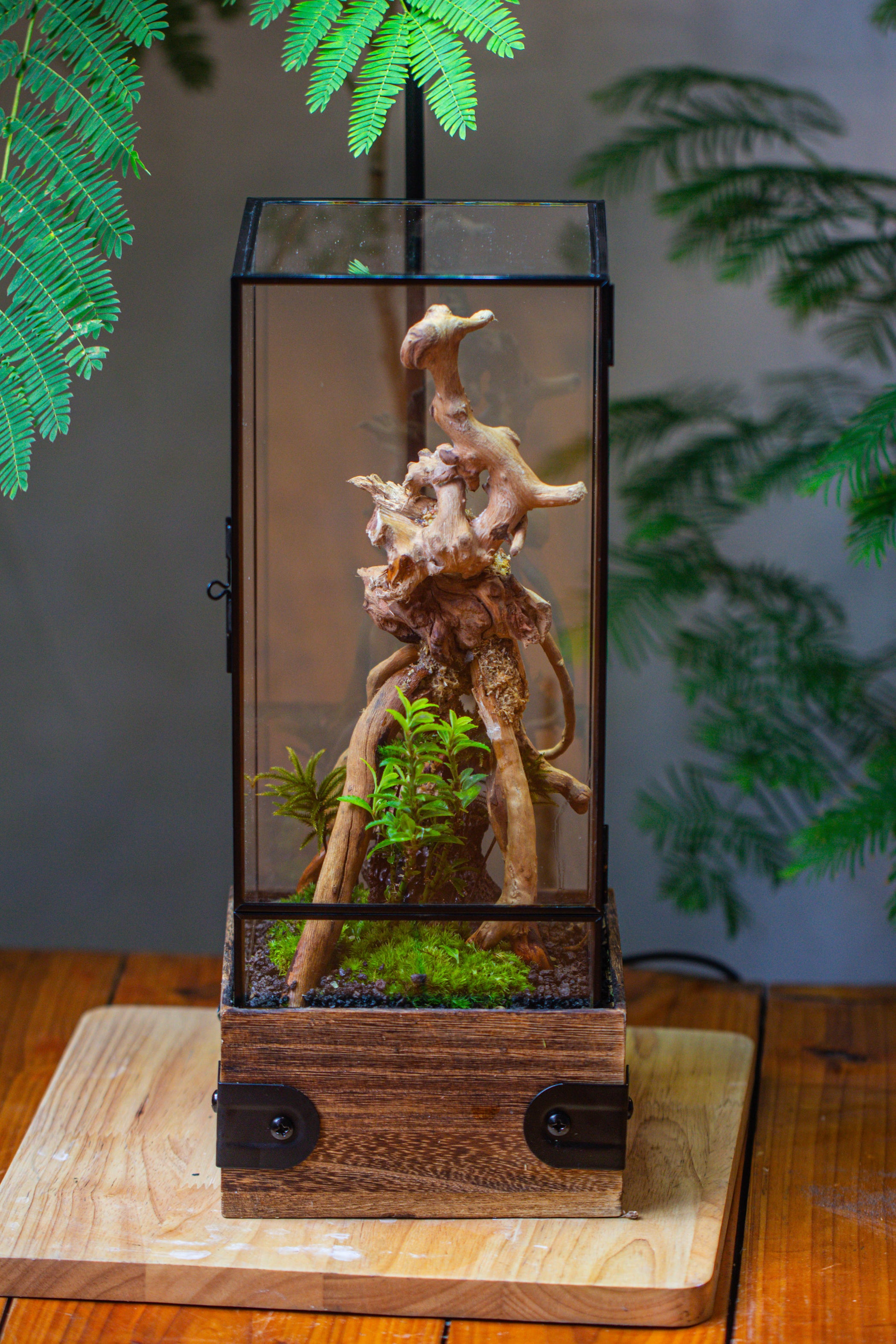 Handmade Glass Terrarium with Wood Base, Rectangular Planter with Door ...