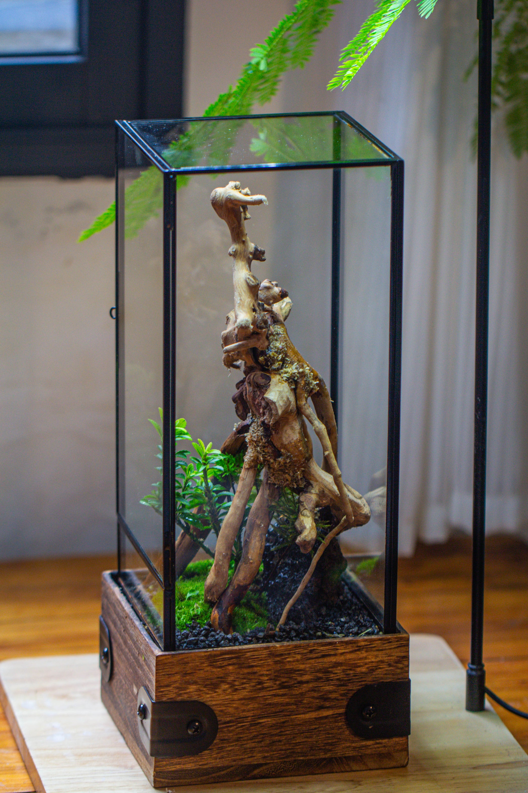 Handmade Glass Terrarium with Wood Base, Rectangular Planter with Door ...