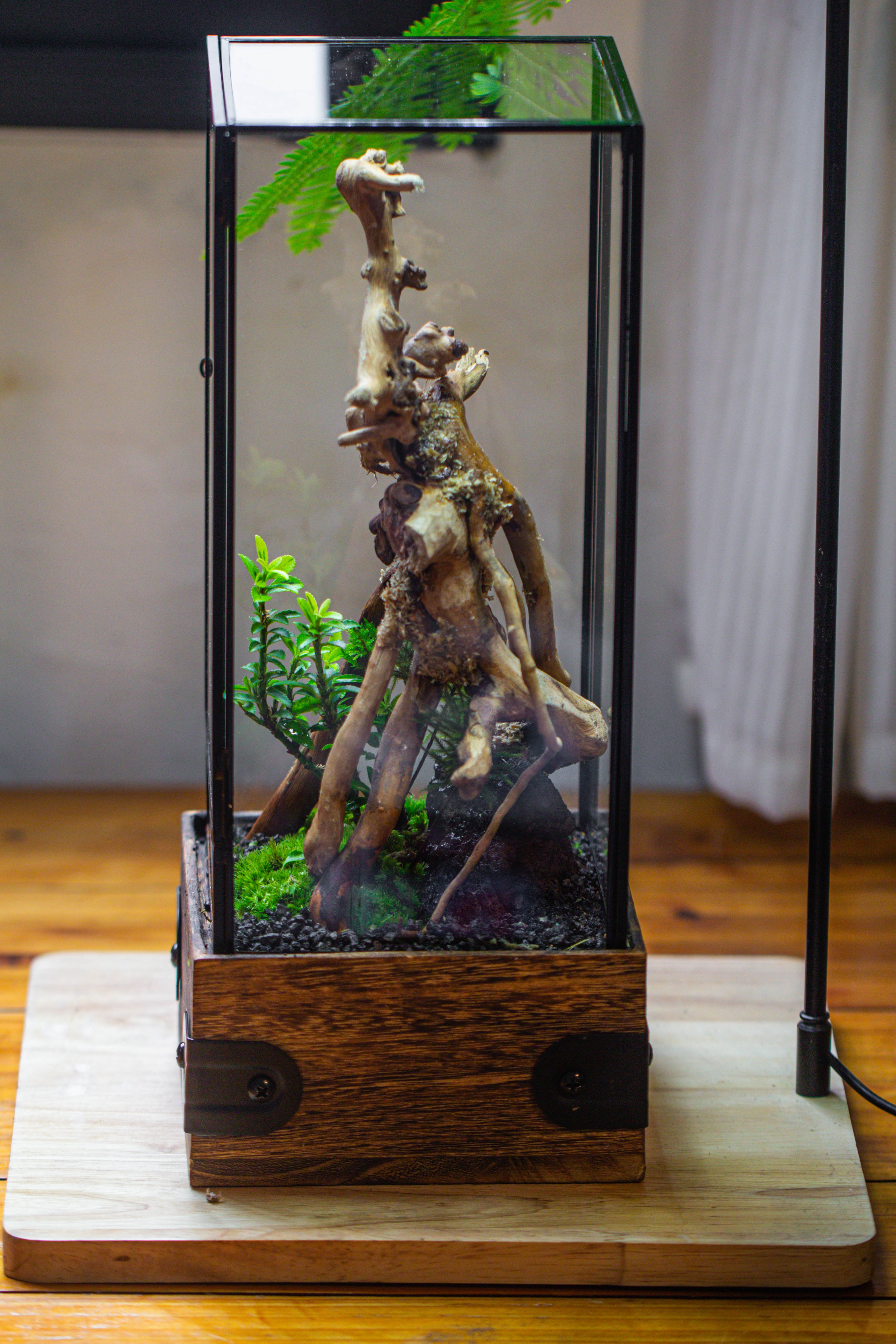 Handmade Glass Terrarium with Wood Base, Rectangular Planter with Door ...