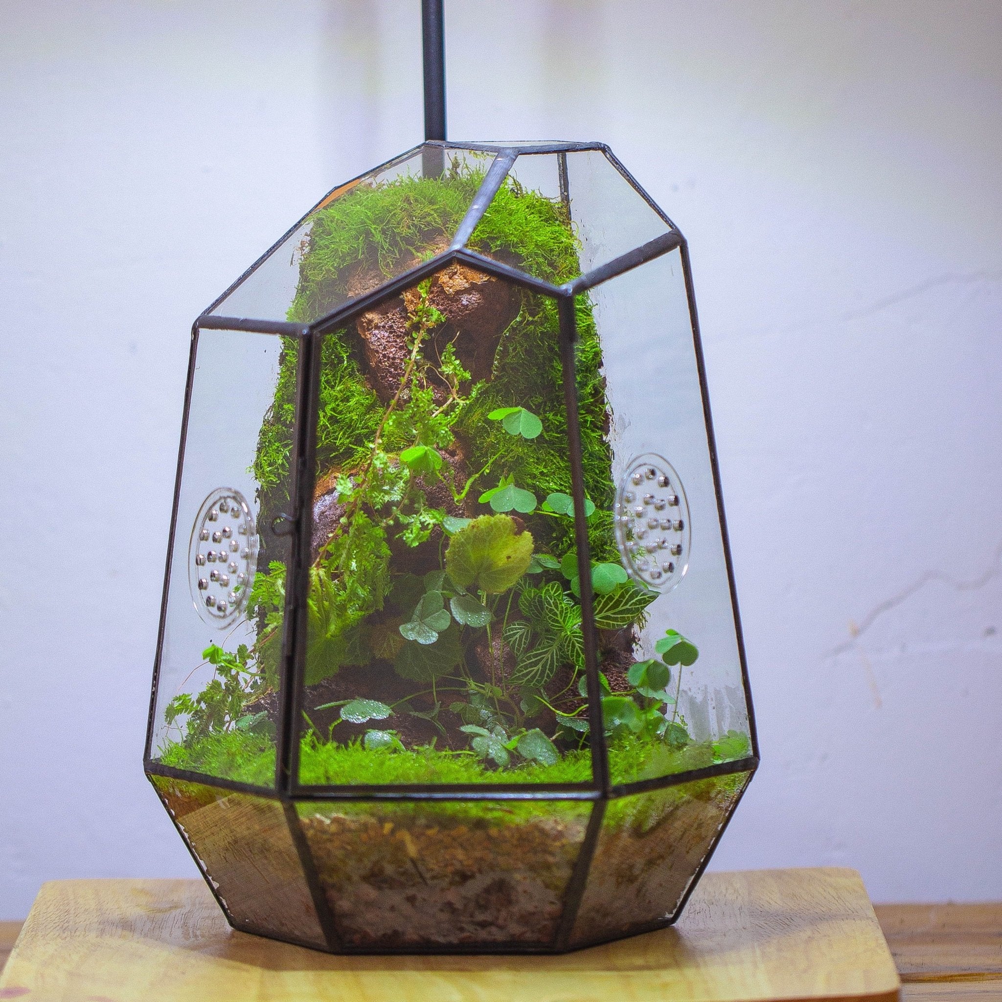 NCYP Close Geometric Tin Glass Terrarium with Door, Vent, Insect Bug T ...