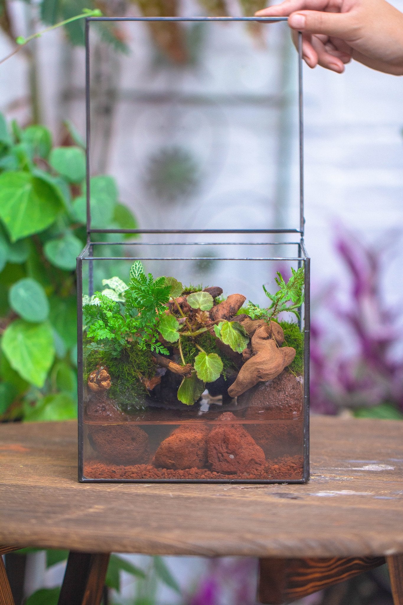 NCYP Watertight Close Cube 7" Geometric Glass Tin Terrarium, for small ...