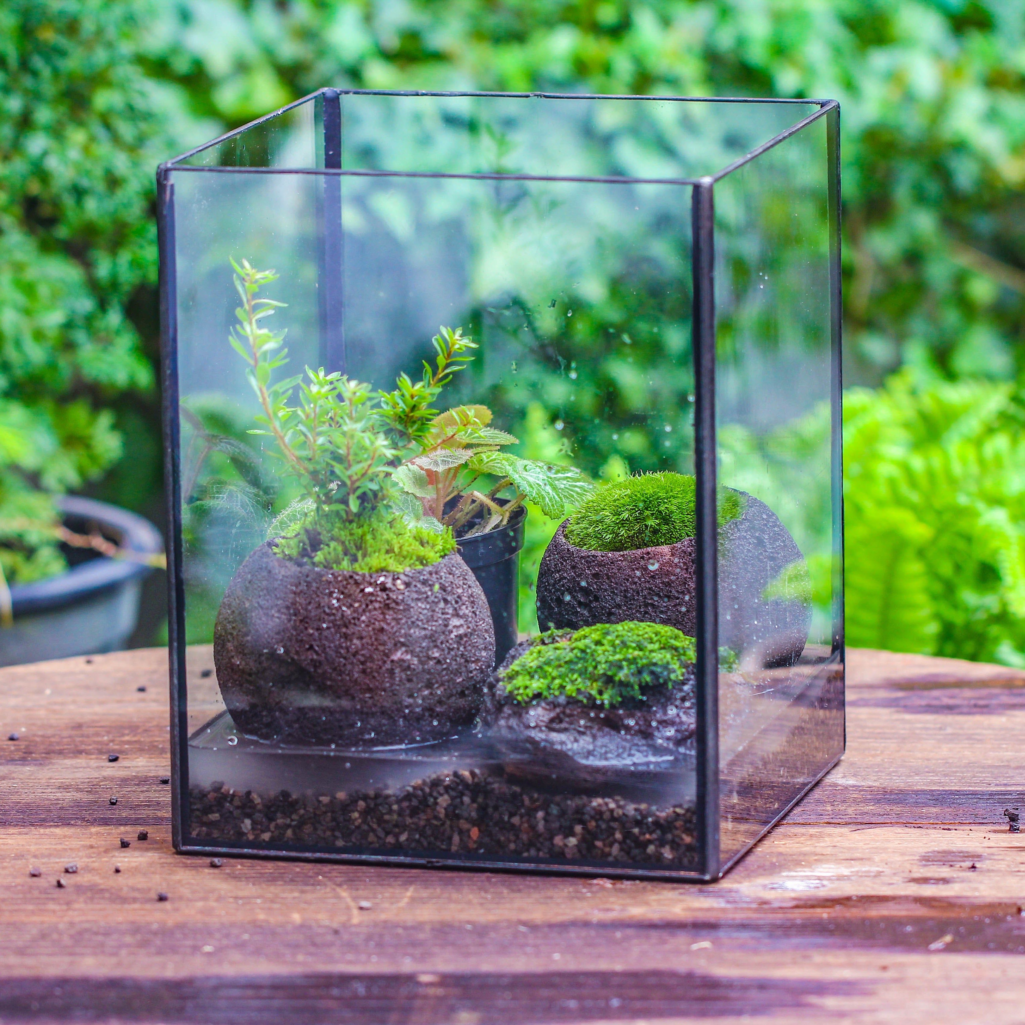 NCYP Watertight Open Geometric Glass Tin Terrarium, for small waterpon ...