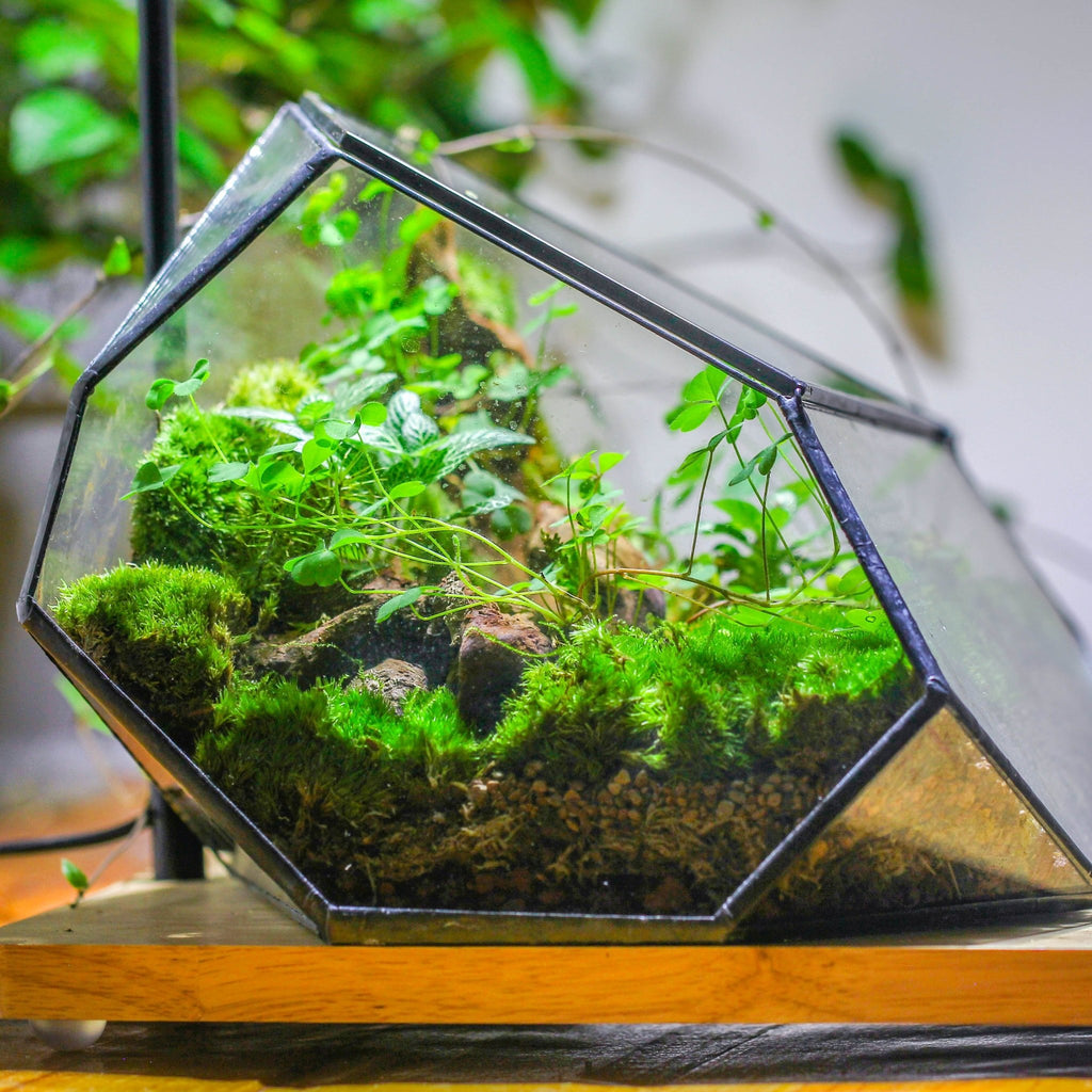 Geometric Terrariums — NCYPgarden