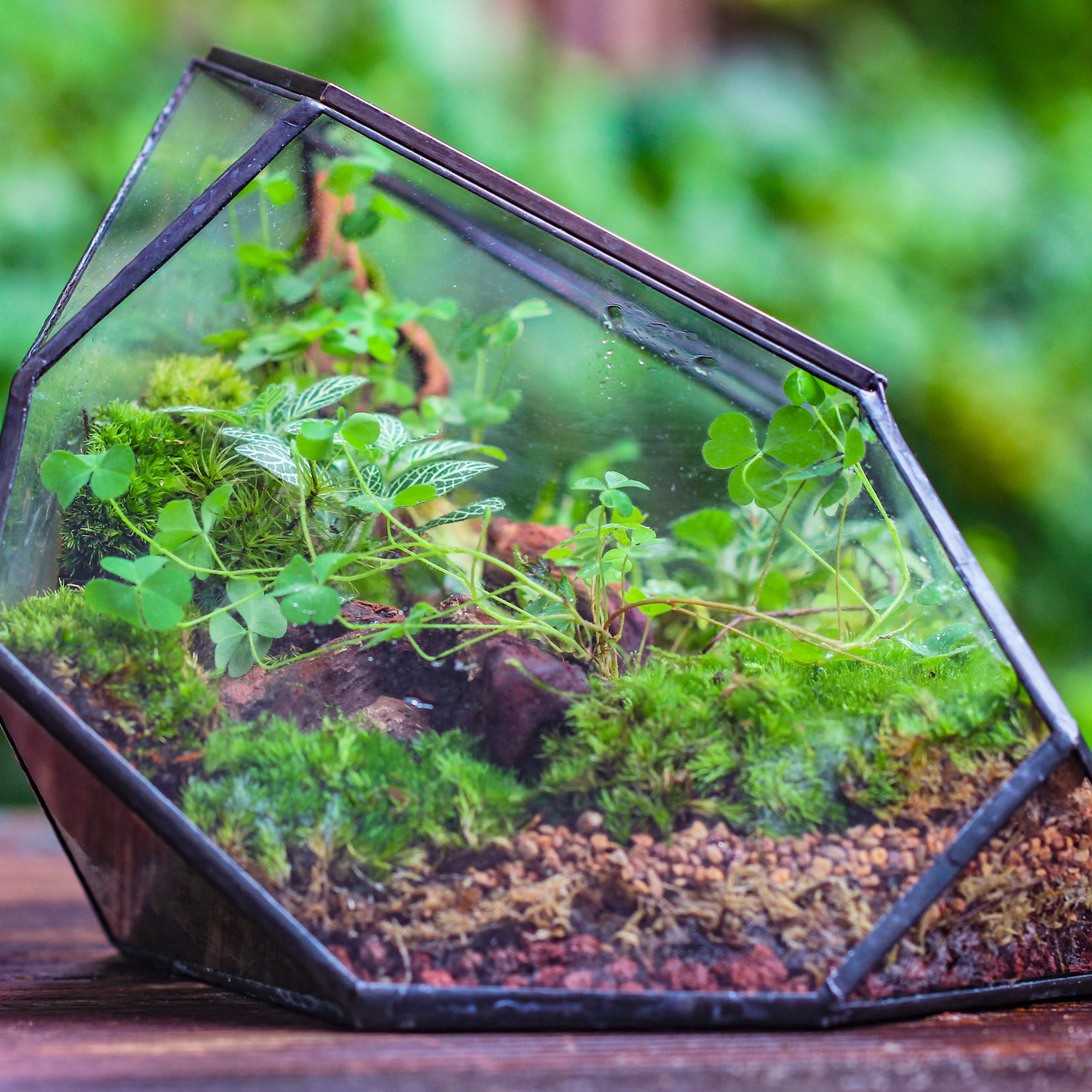 Geometric Terrariums | NCYPgarden