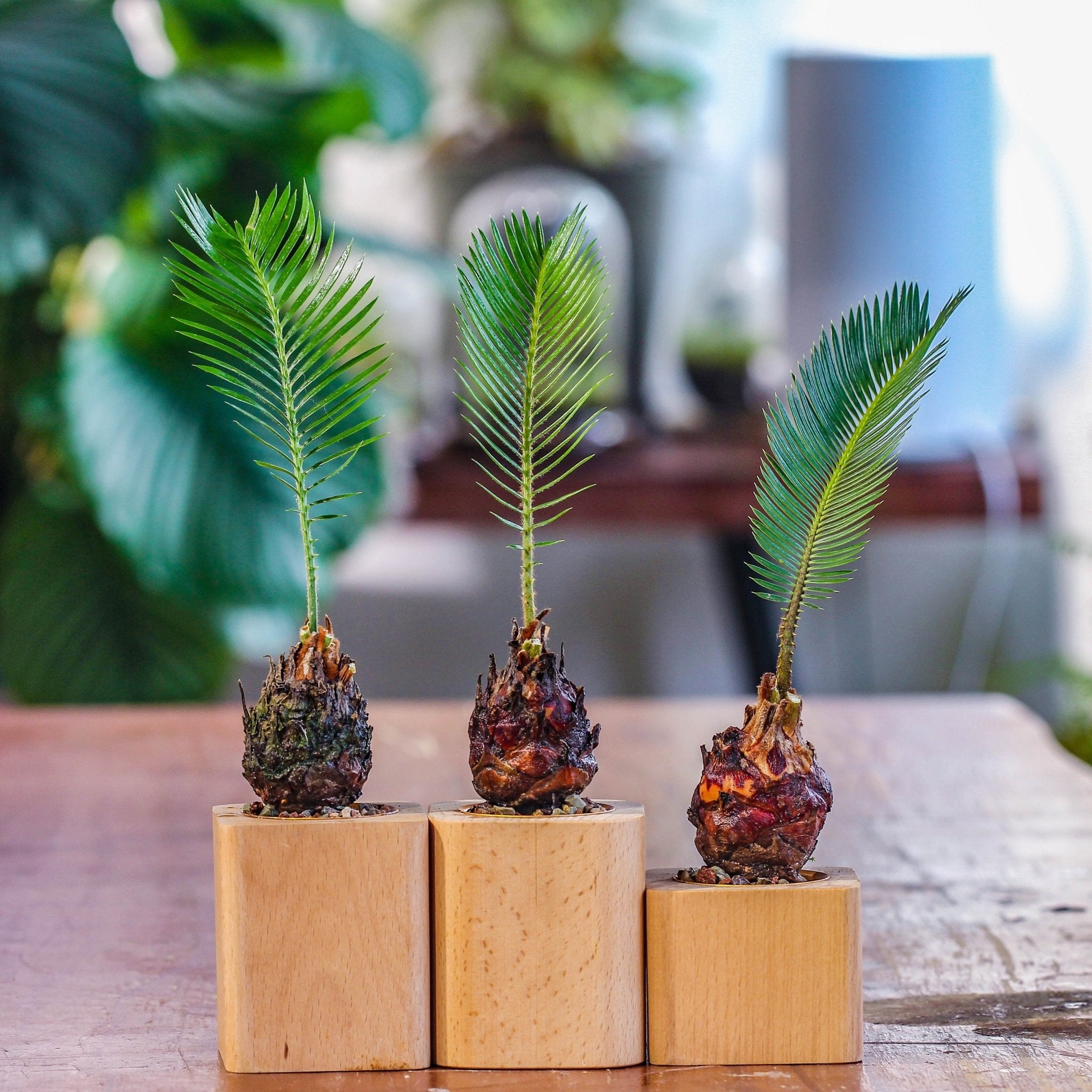 Planting Pots — NCYPgarden