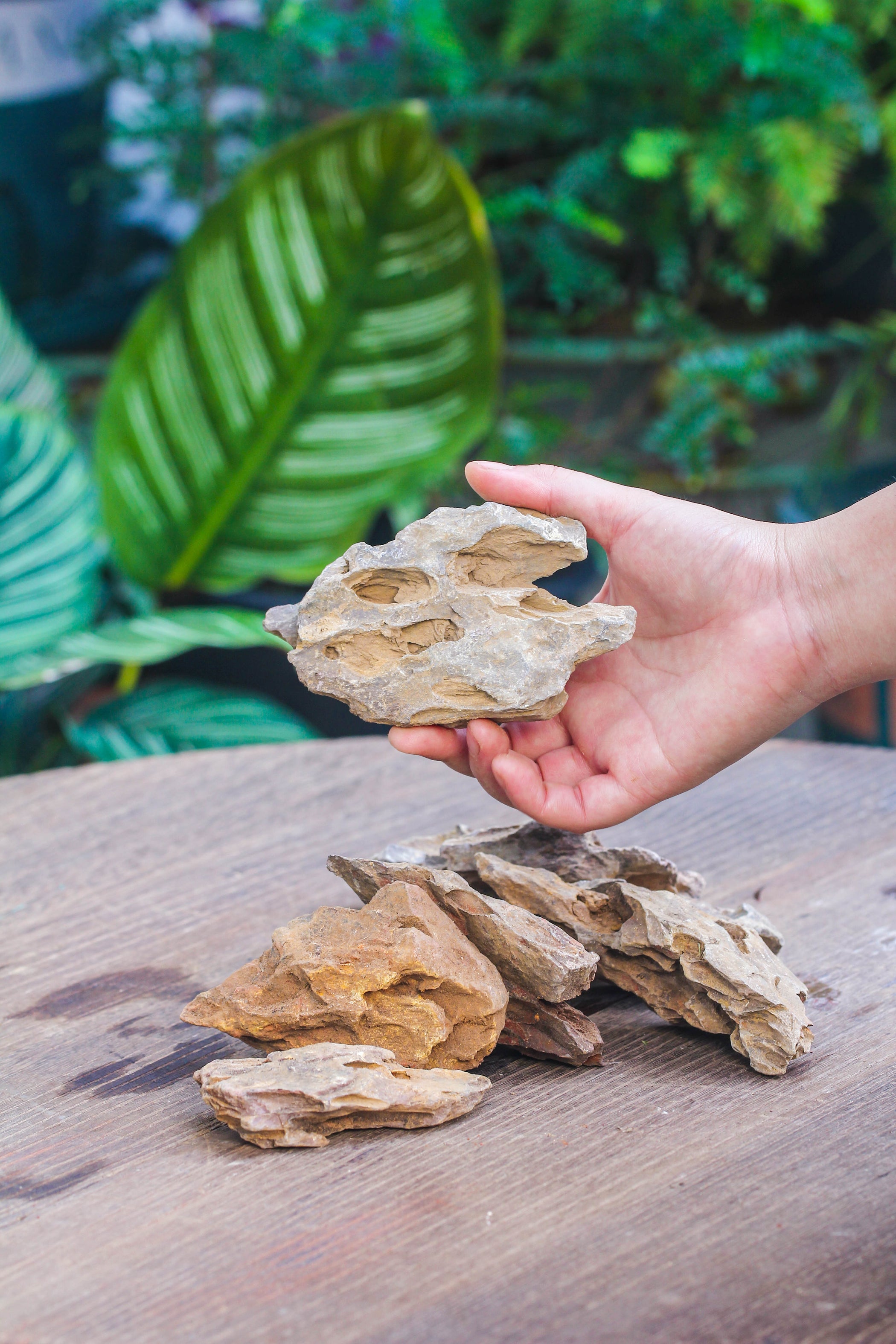 Natural Ohko Dragon Stone Rock for Terrarium — NCYPgarden