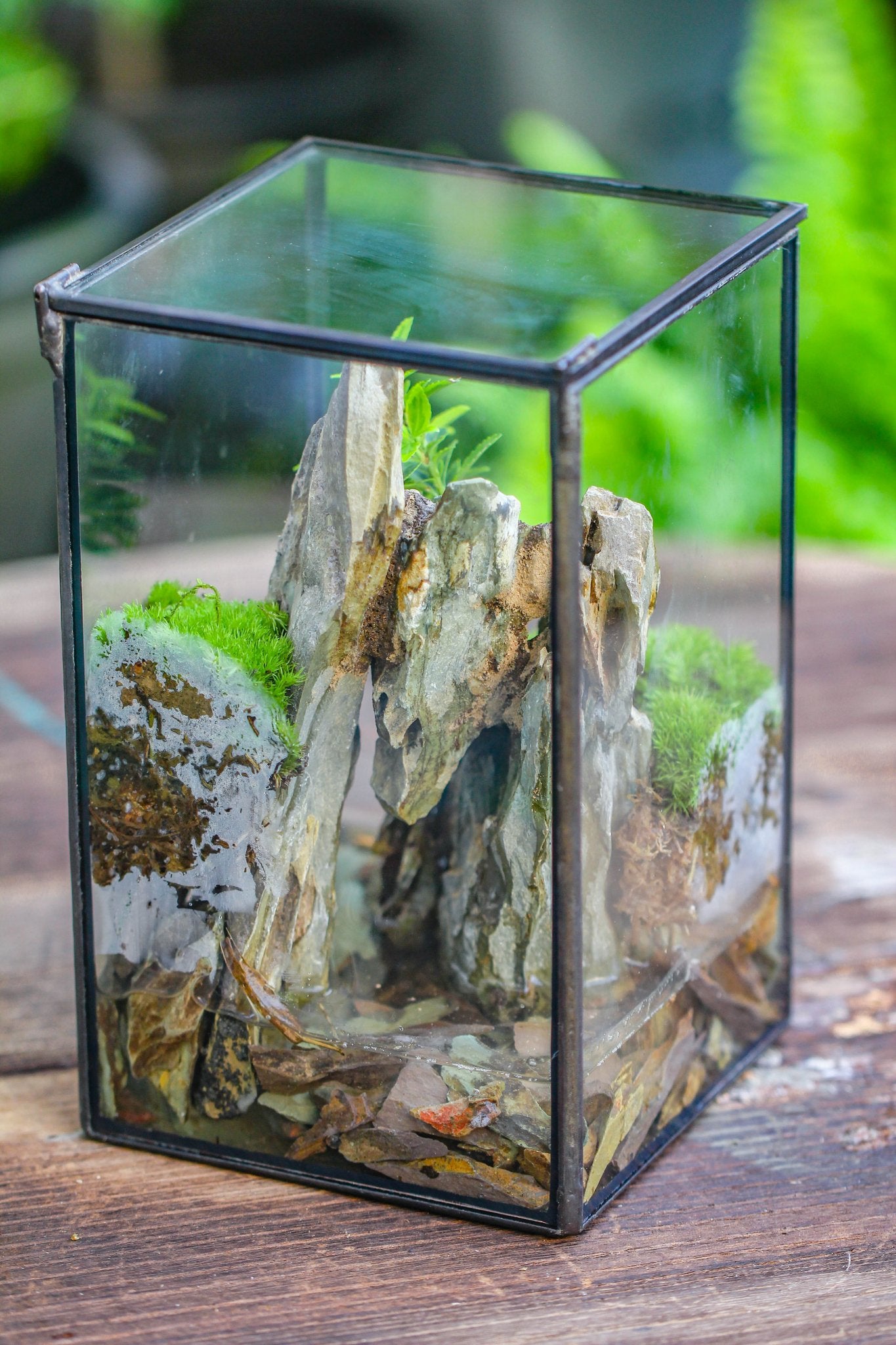 Natural Ohko Dragon Stone Rock for Terrarium — NCYPgarden