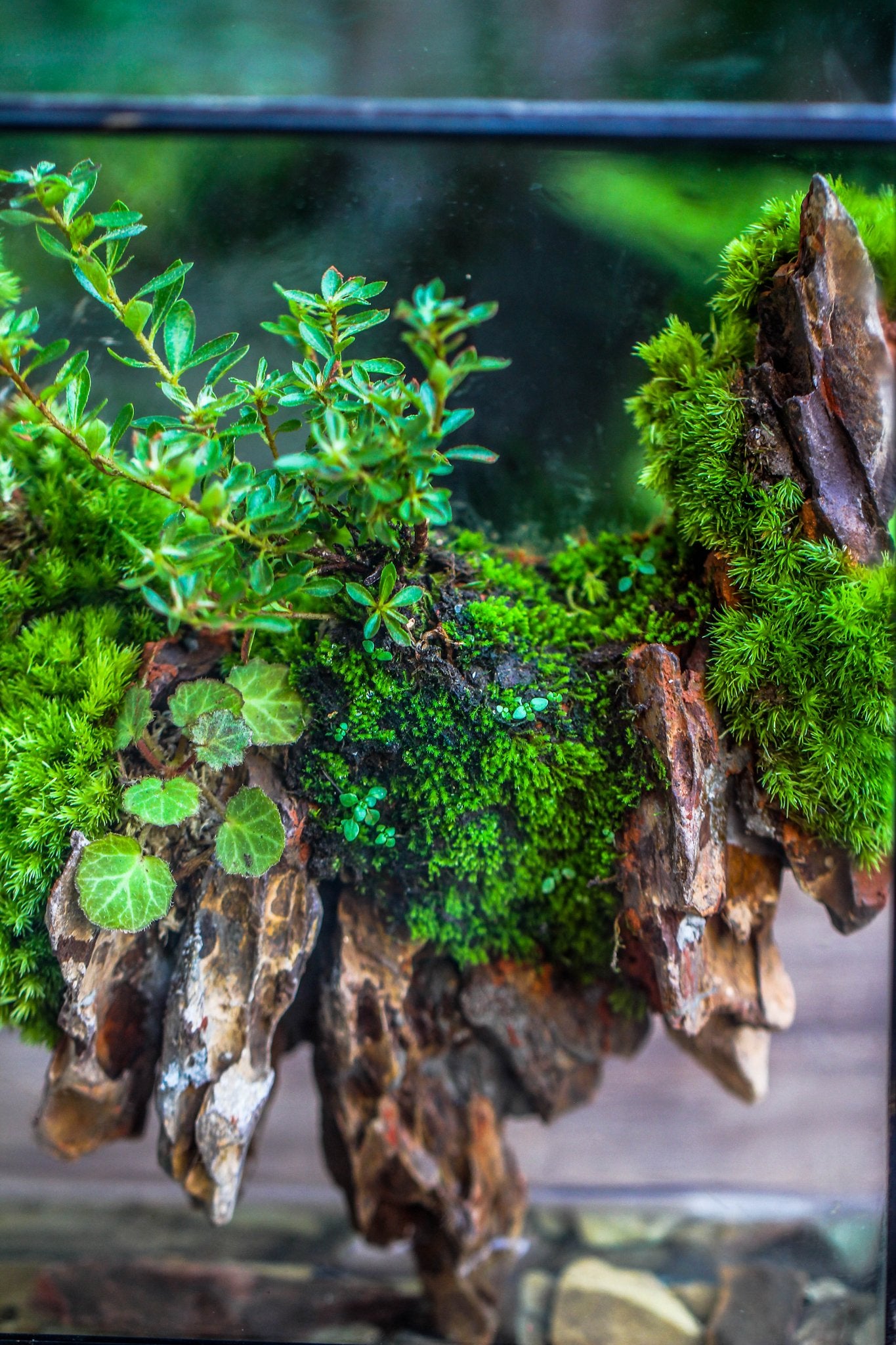 Natural Ohko Dragon Stone Rock for Terrarium — NCYPgarden