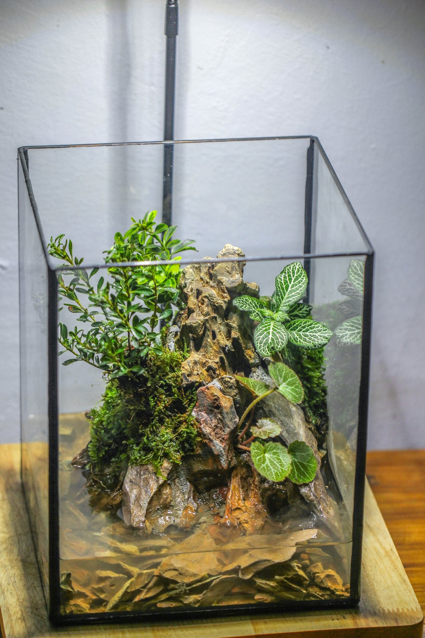 Natural Ohko Dragon Stone Rock for Terrarium — NCYPgarden
