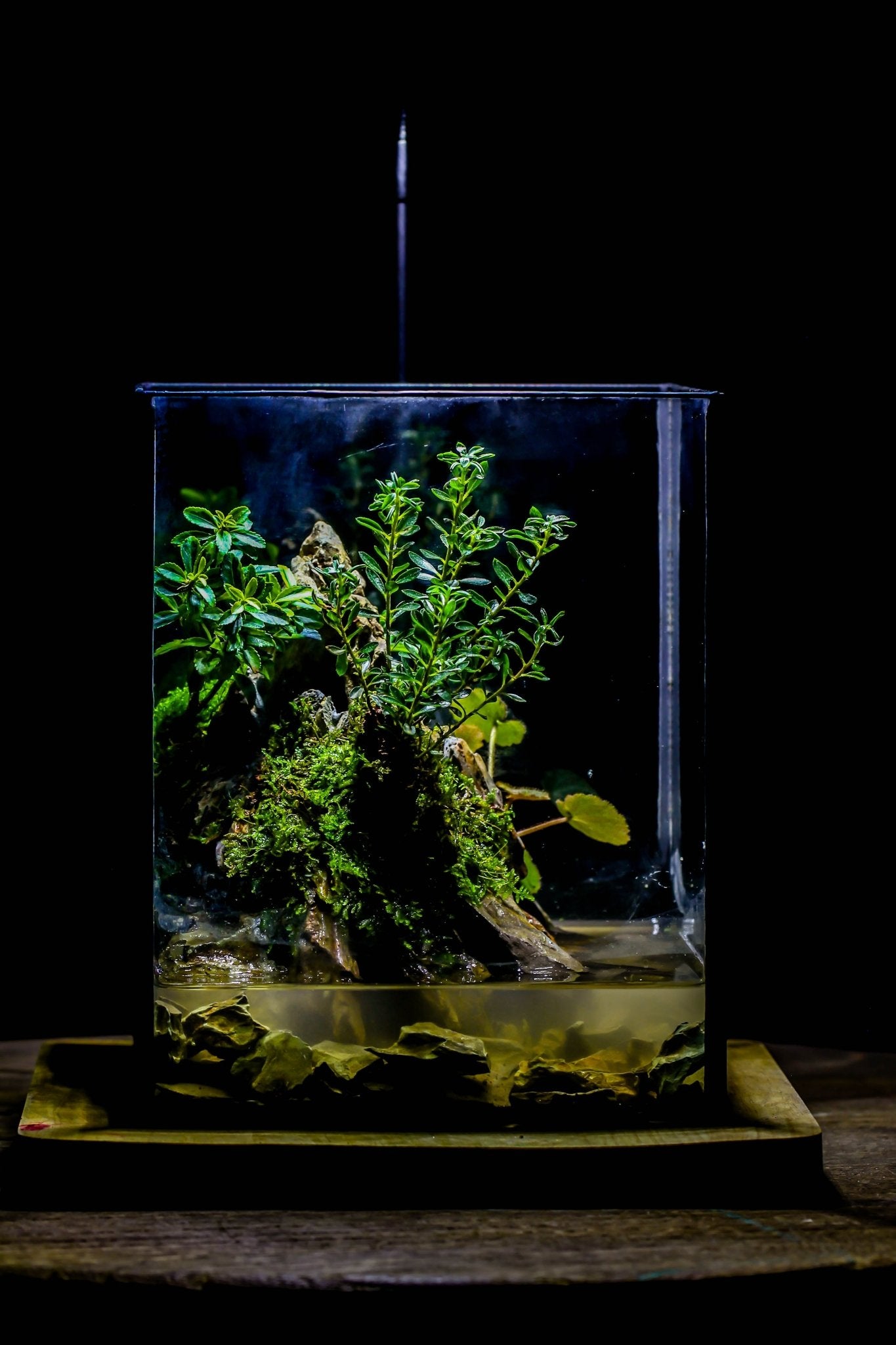 Natural Ohko Dragon Stone Rock for Terrarium — NCYPgarden