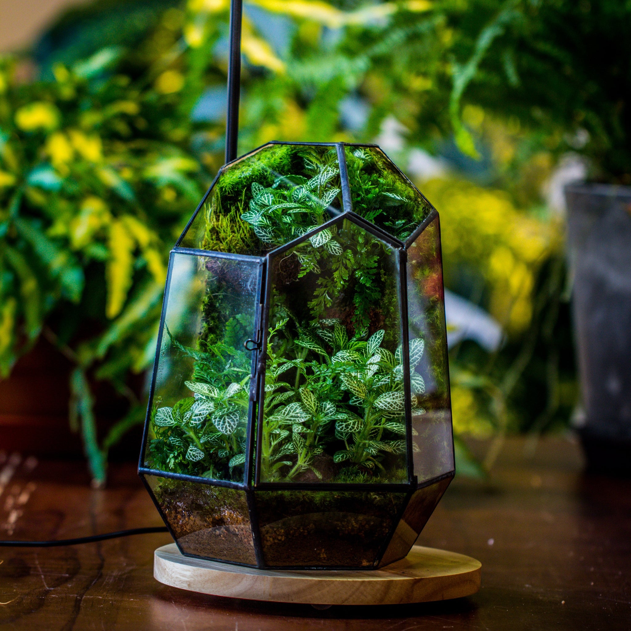 LED Grow Light Set for Terrarium — NCYPgarden