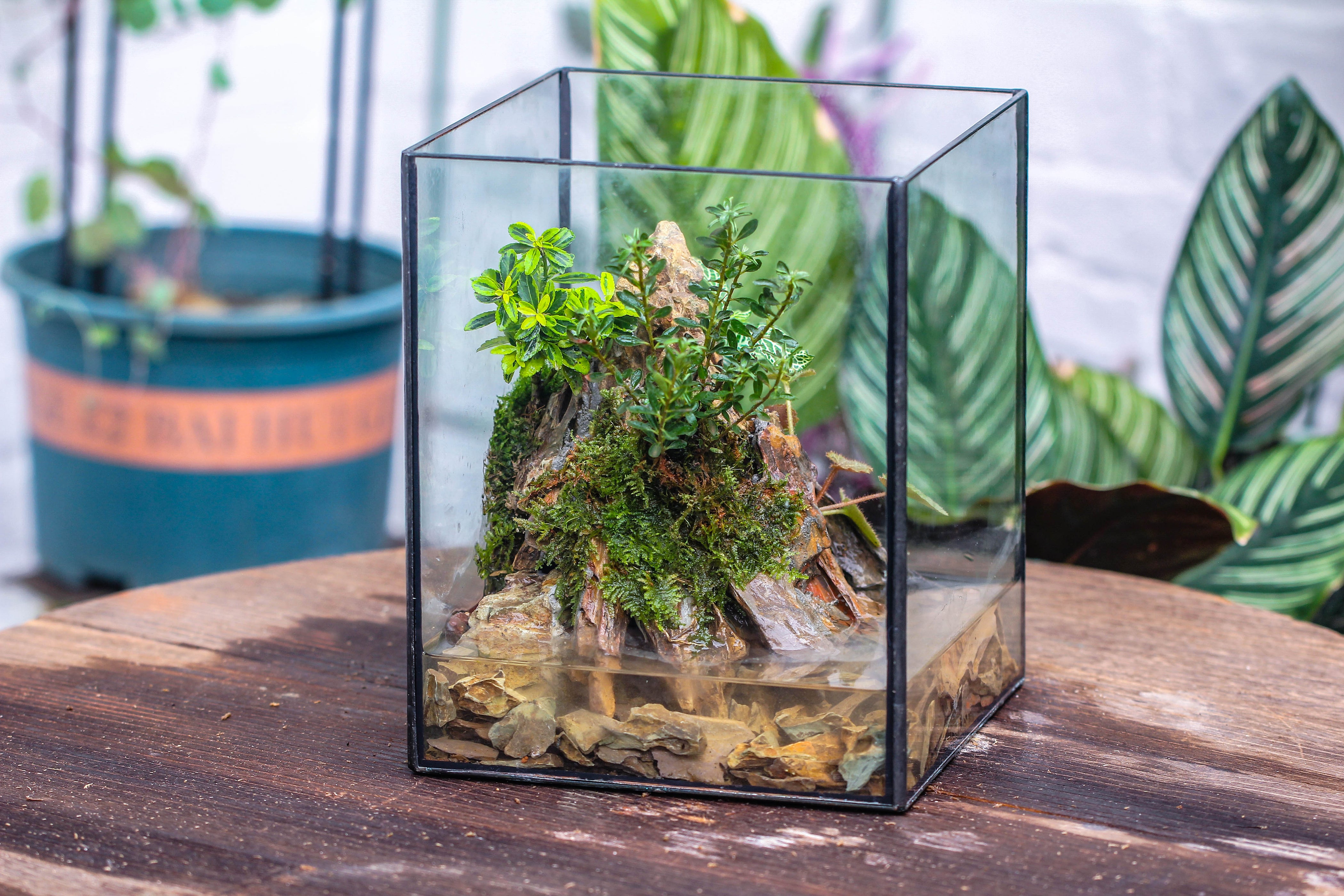 Natural Ohko Dragon Stone Rock for Terrarium — NCYPgarden