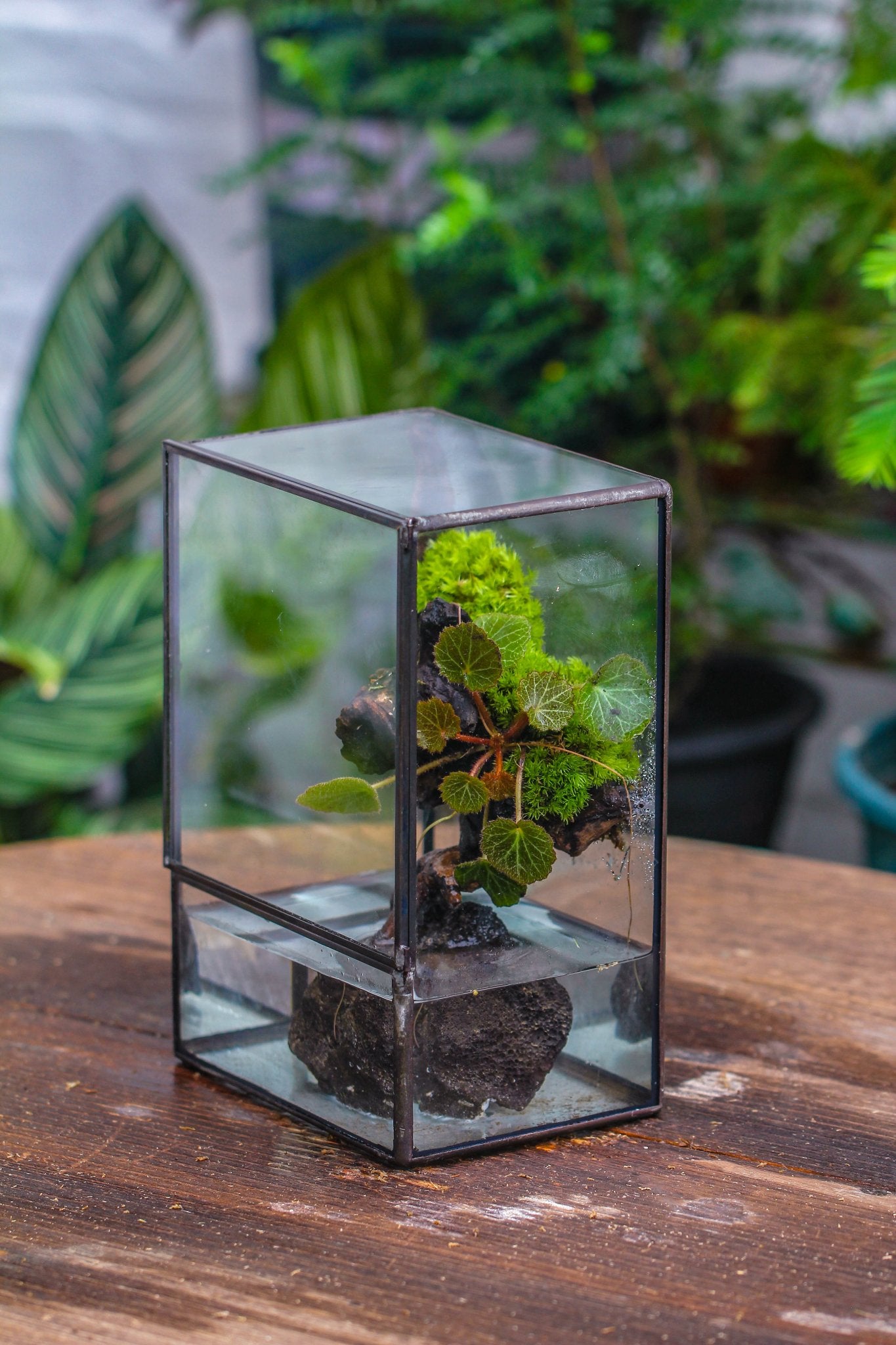 Close Geometric Glass Tin Terrarium , Watertight, 8x10" Container for ...