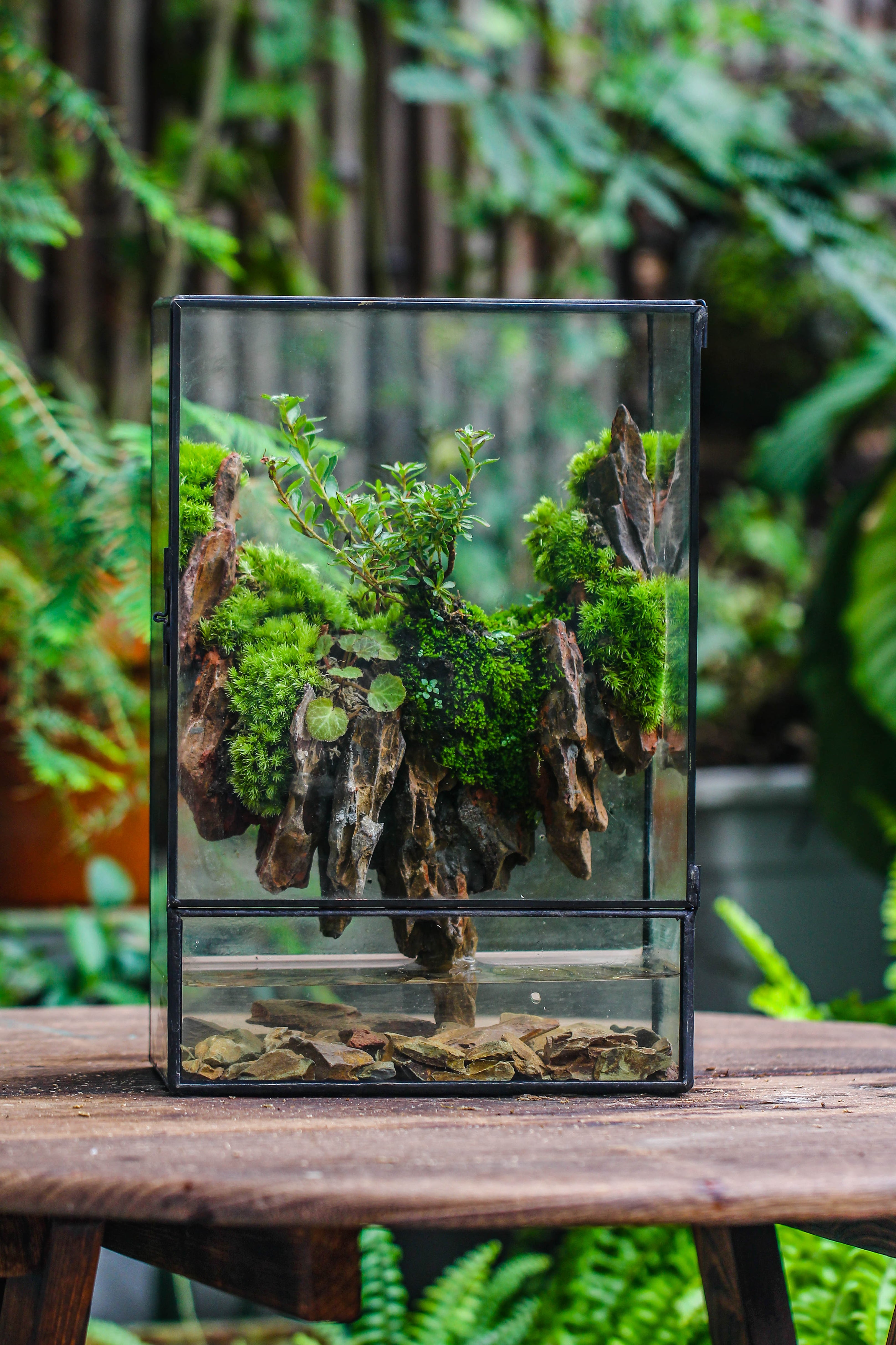 Watertight Glass Tin Terrarium 8x12 for Moss Wall & Fern Landscape ...