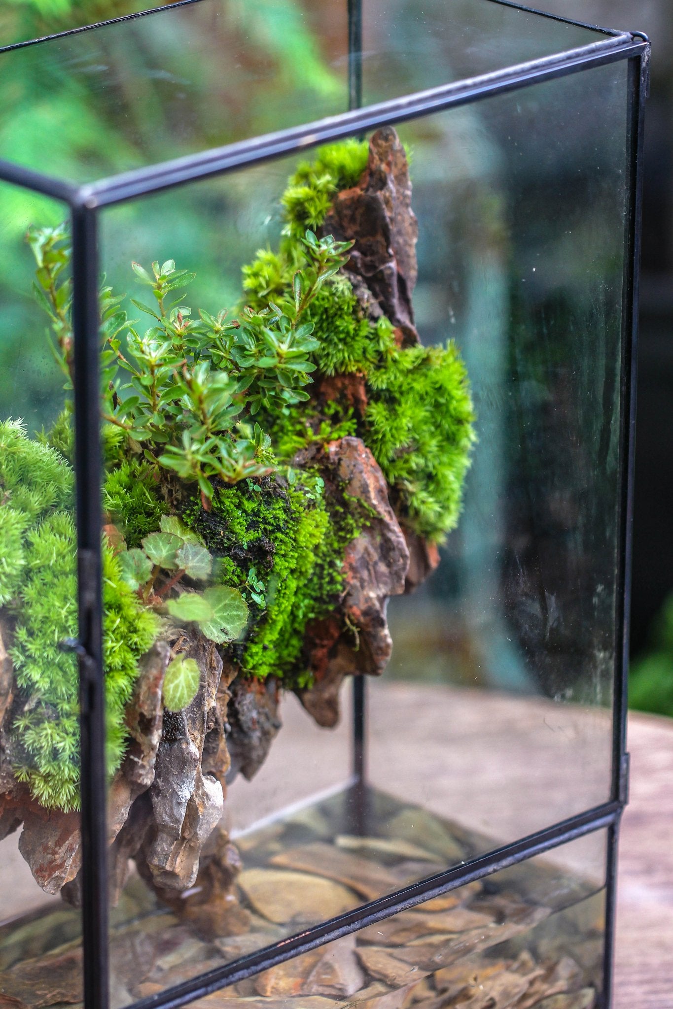 Natural Ohko Dragon Stone Rock for Terrarium — NCYPgarden