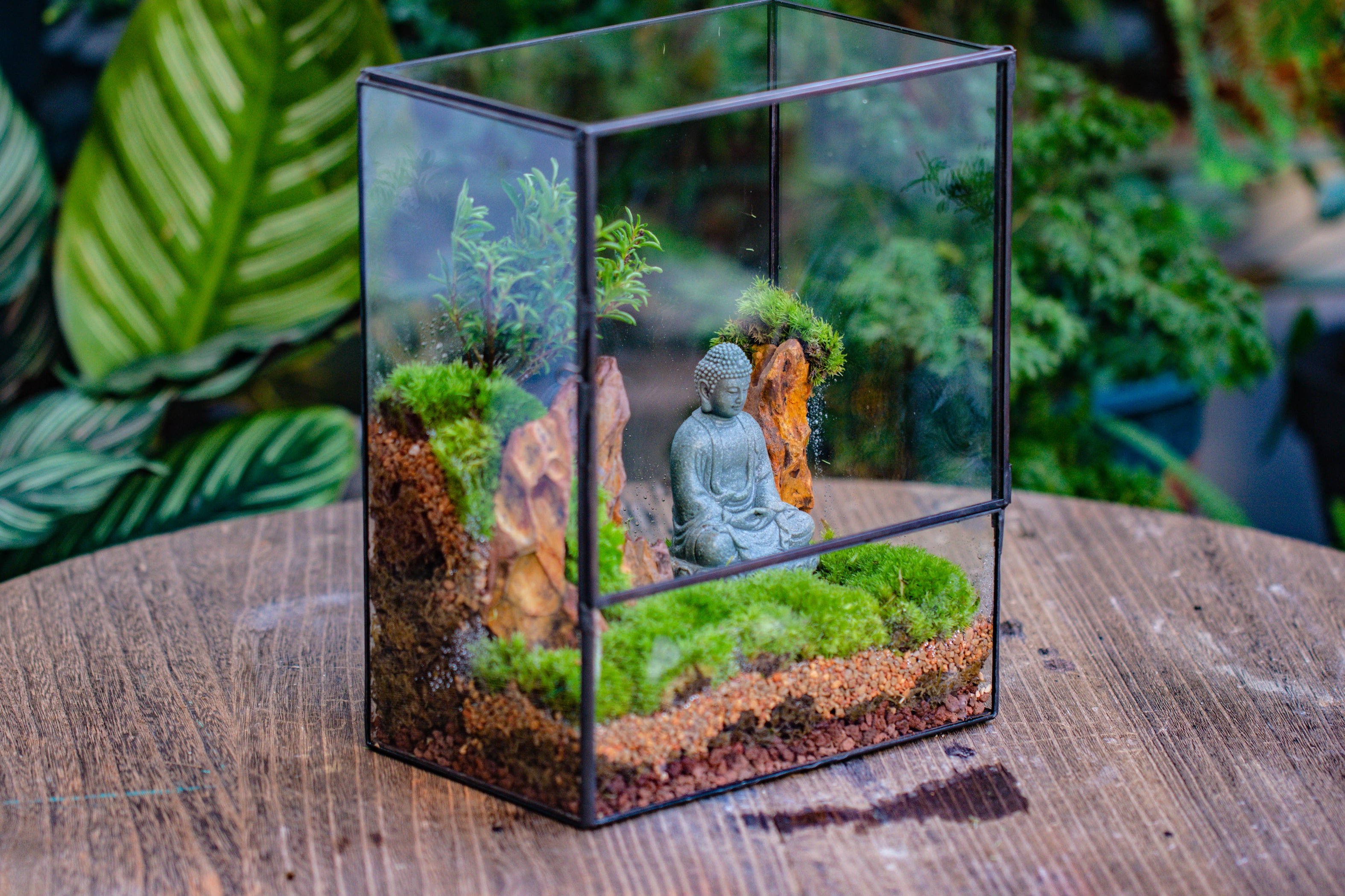 Buddha Geometric Glass Tin Terrarium Set | NCYP Garden — NCYPgarden
