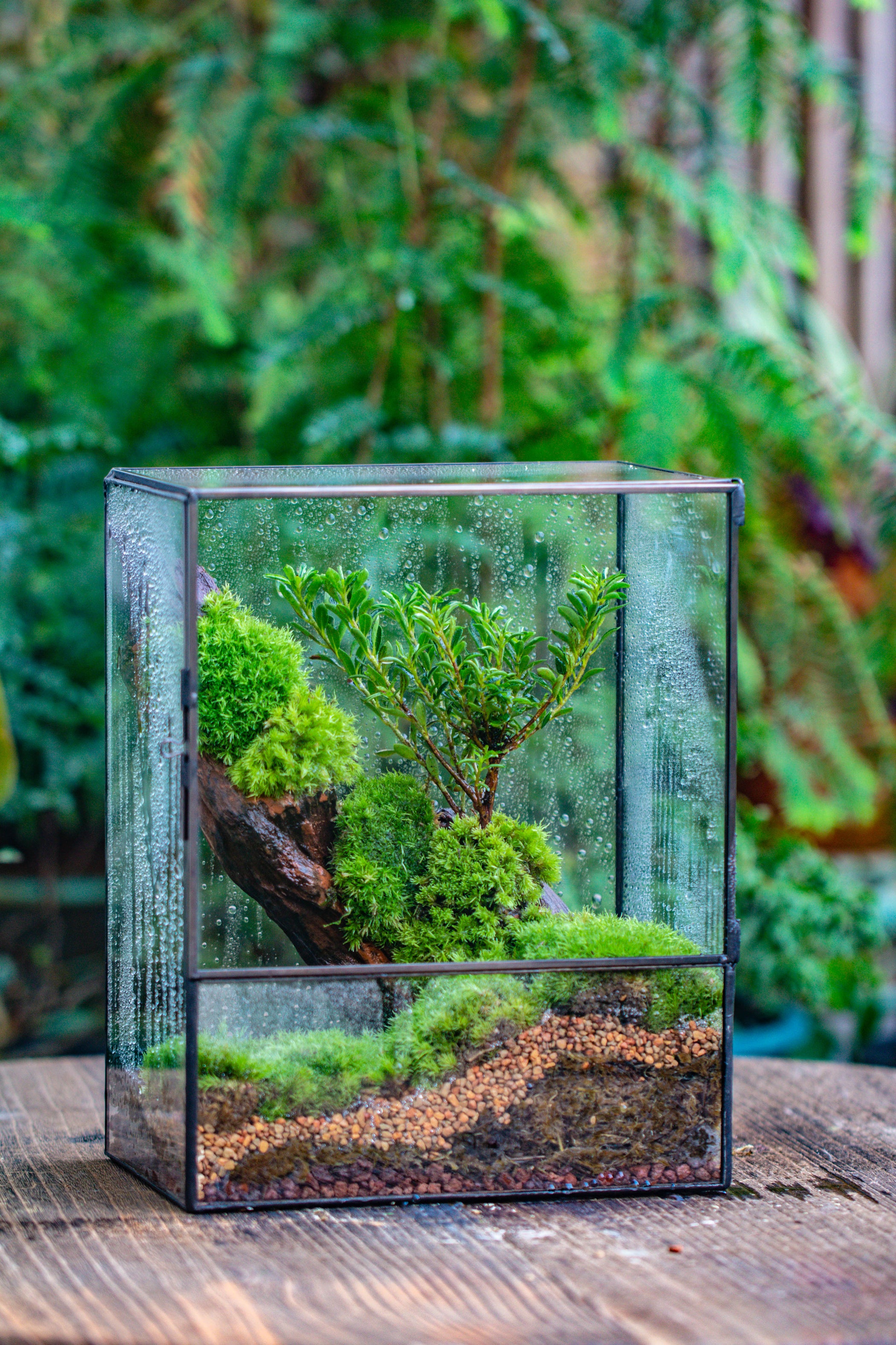 Glass Tin Terrarium & Driftwood Micro Landscape DIY Set — NCYPgarden