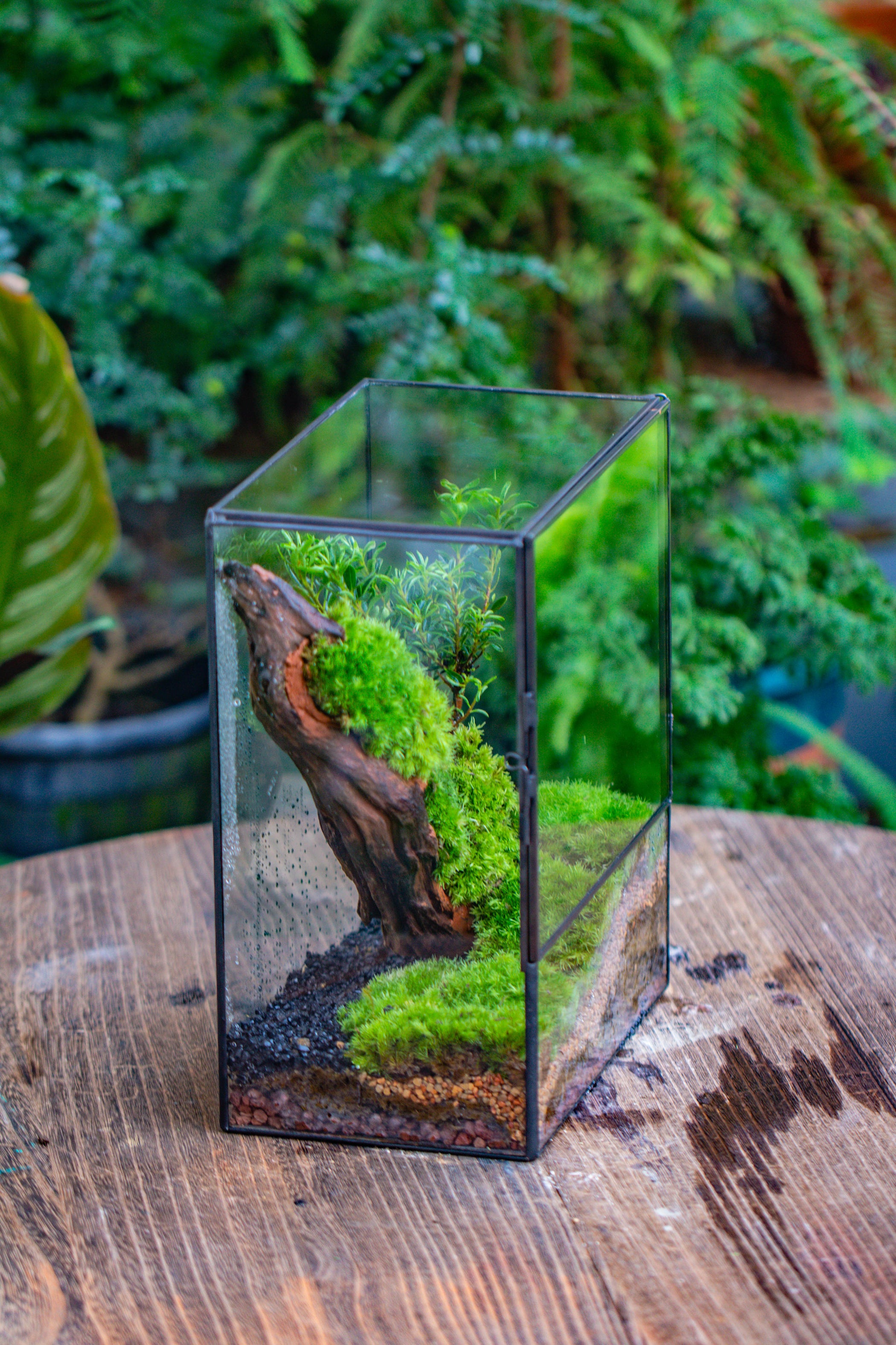 Glass Tin Terrarium & Driftwood Micro Landscape DIY Set — NCYPgarden