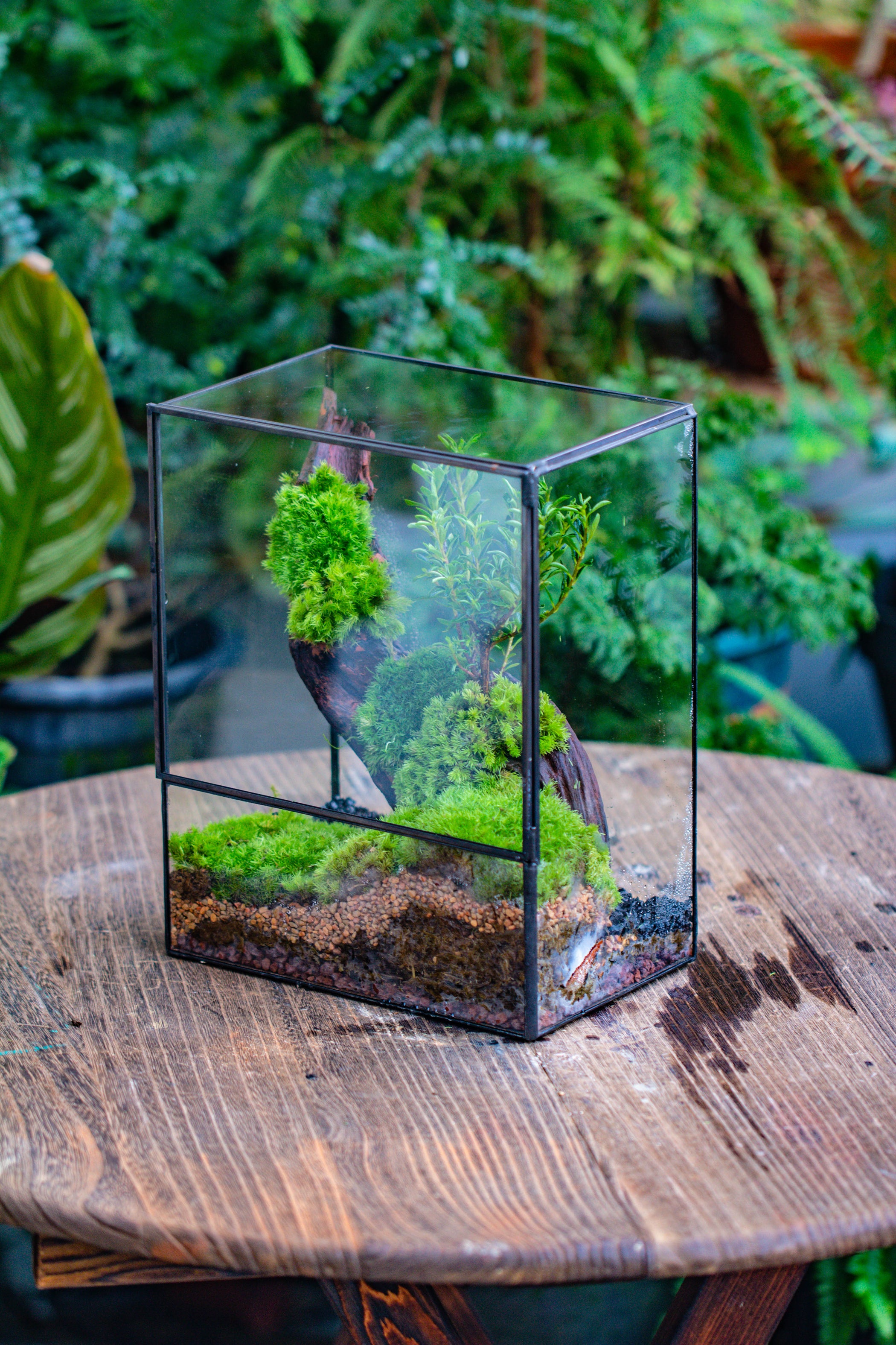 Glass Tin Terrarium & Driftwood Micro Landscape DIY Set — NCYPgarden
