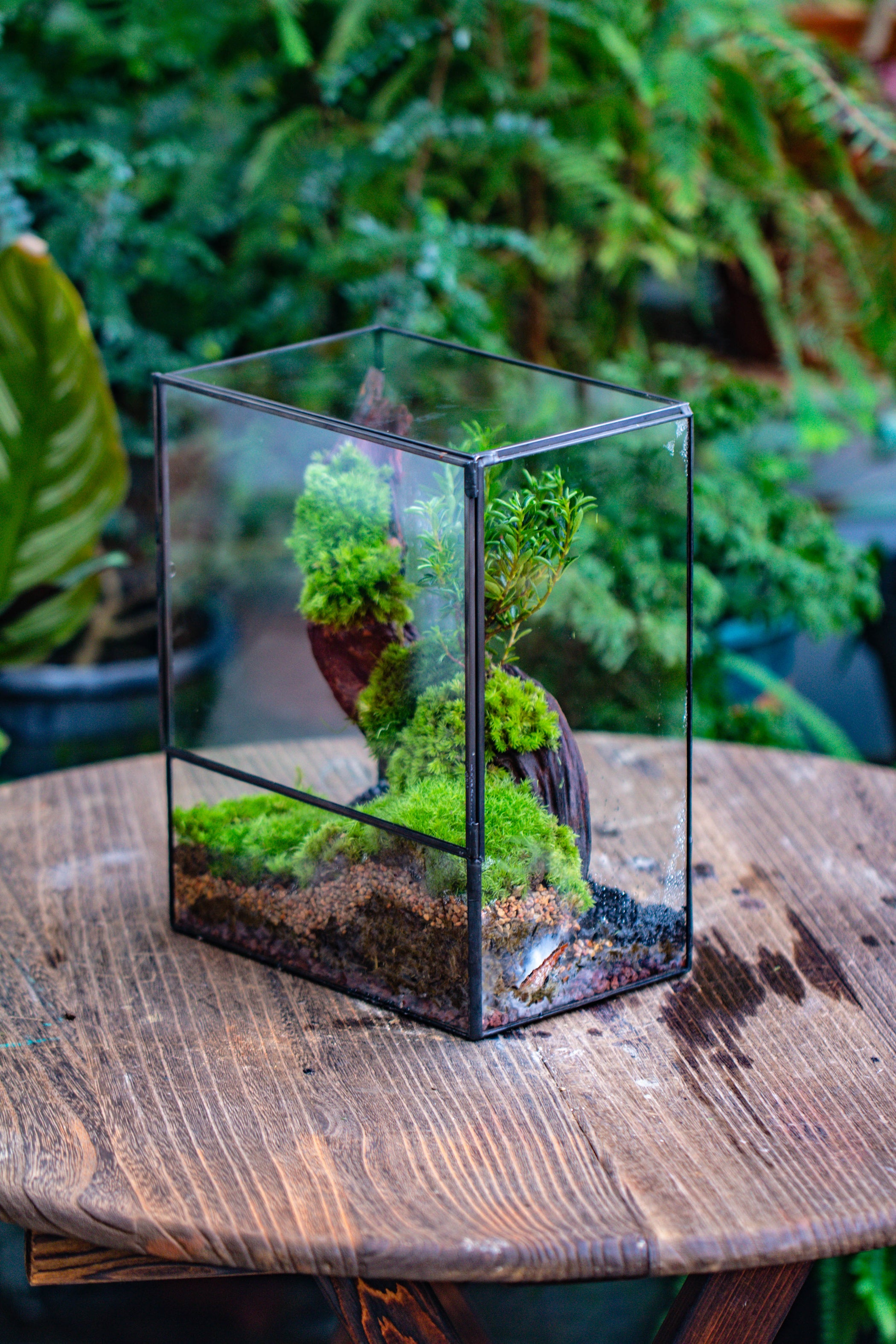 Glass Tin Terrarium & Driftwood Micro Landscape DIY Set — NCYPgarden
