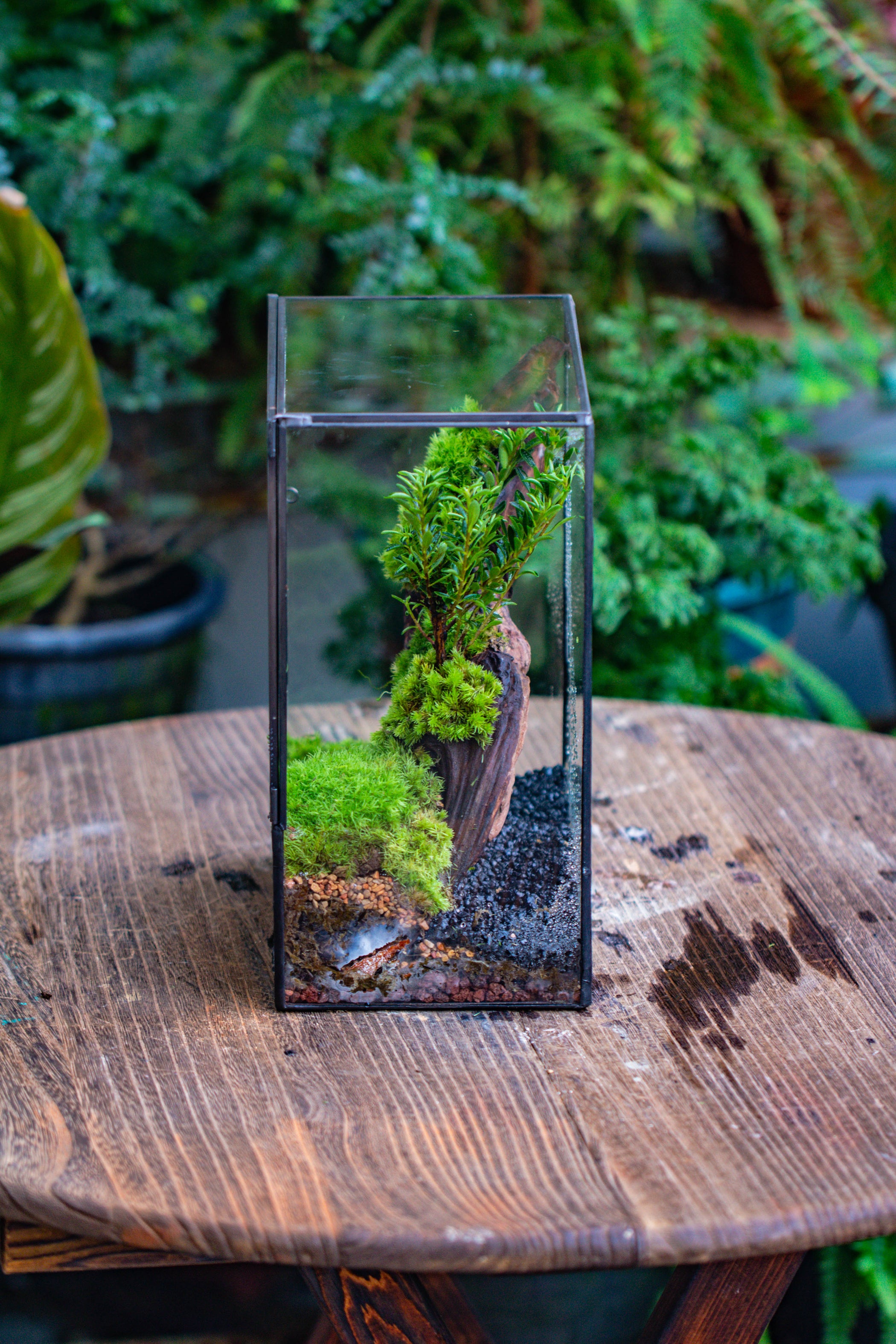 Glass Tin Terrarium & Driftwood Micro Landscape DIY Set — NCYPgarden