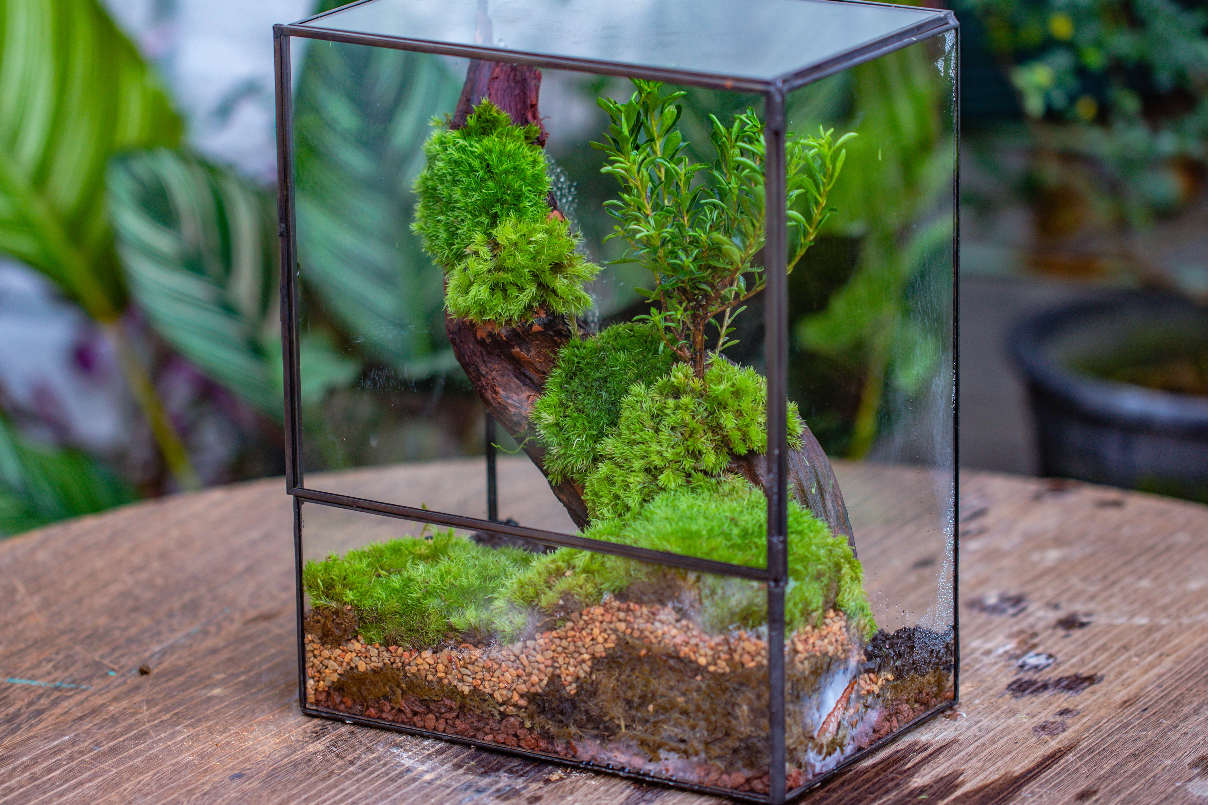 Glass Tin Terrarium & Driftwood Micro Landscape DIY Set — NCYPgarden