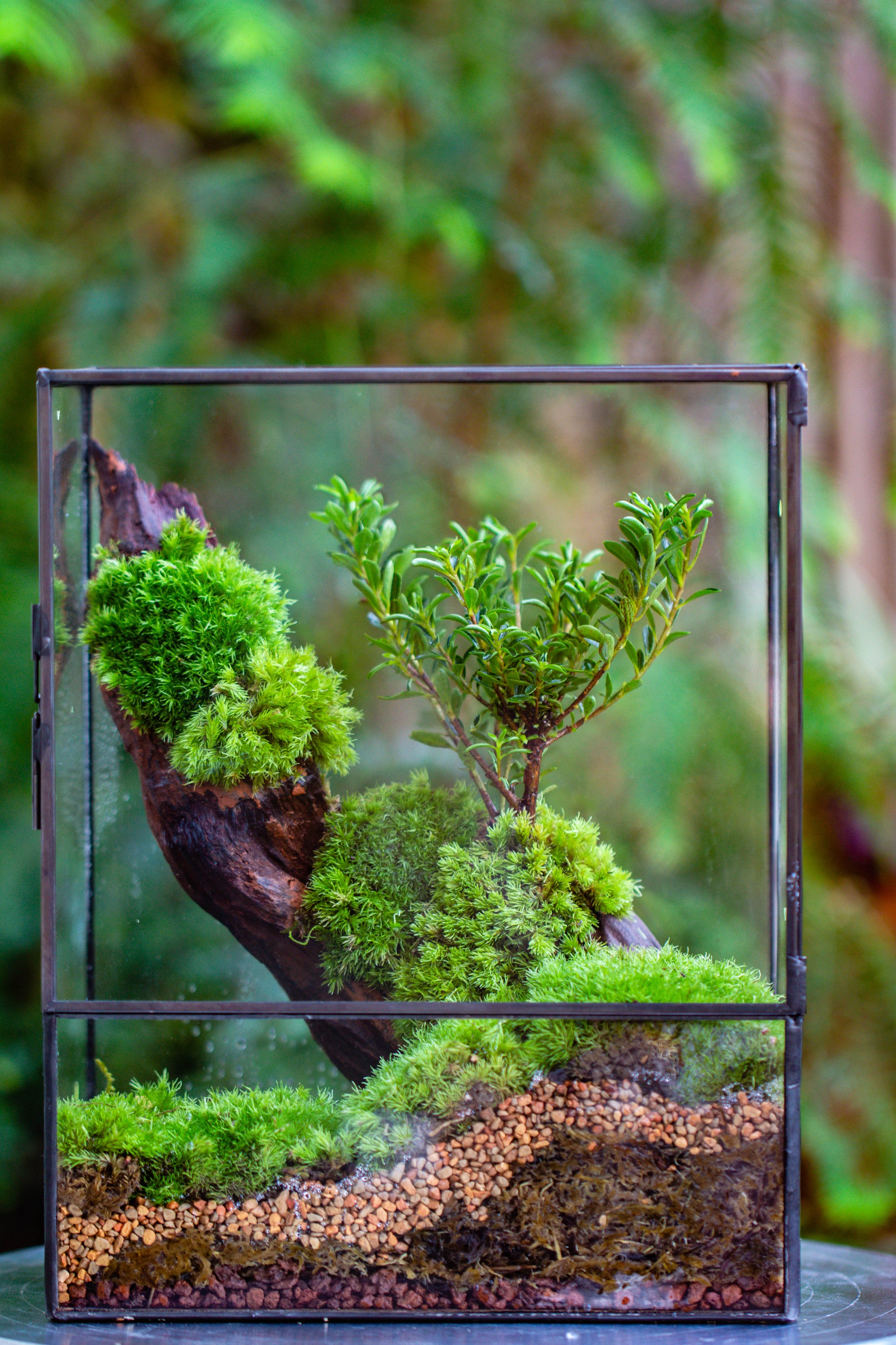 Glass Tin Terrarium & Driftwood Micro Landscape DIY Set — NCYPgarden