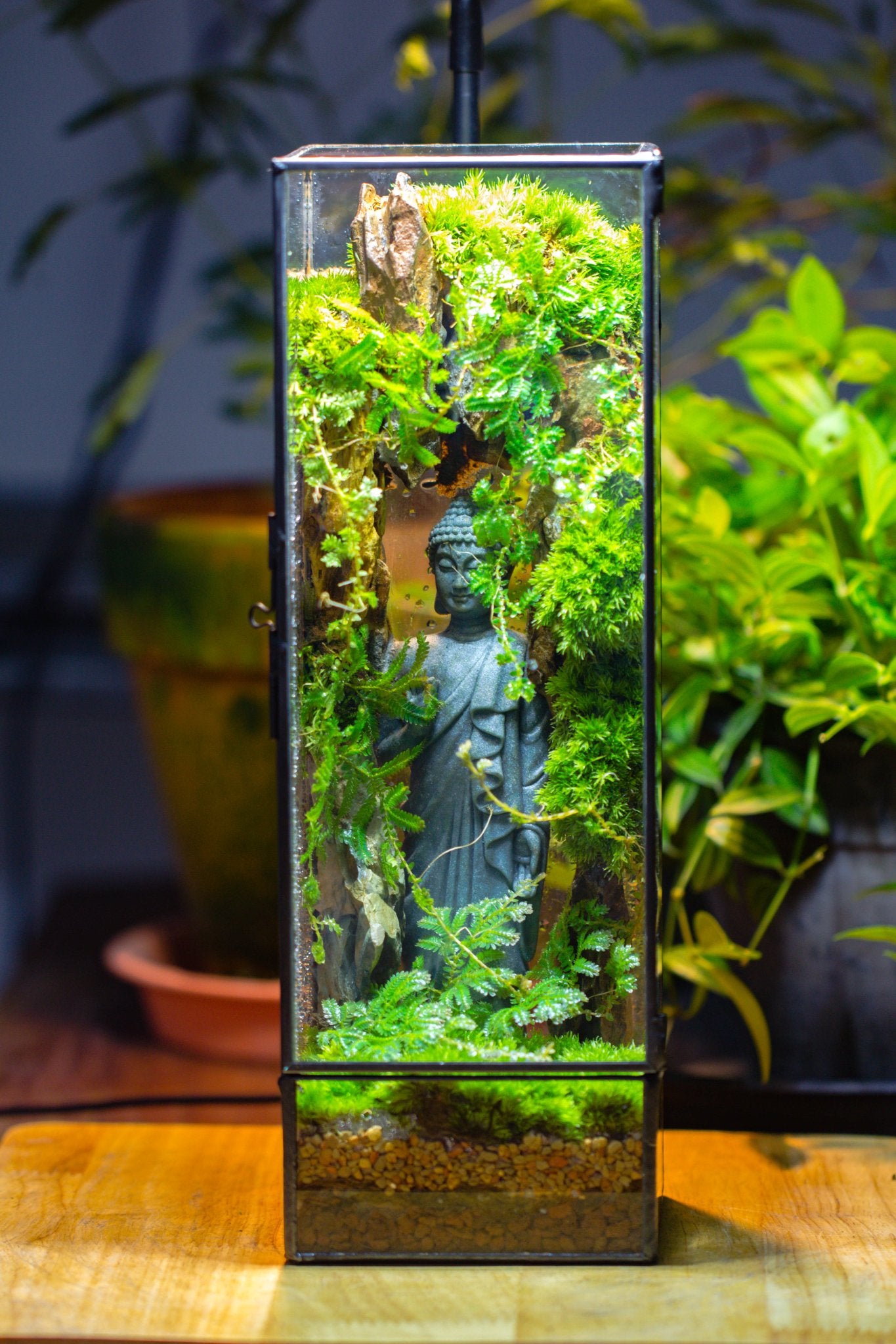 NCYP Close 11.8" Tall Geometric Glass Terrarium with Door DIY set, with ...