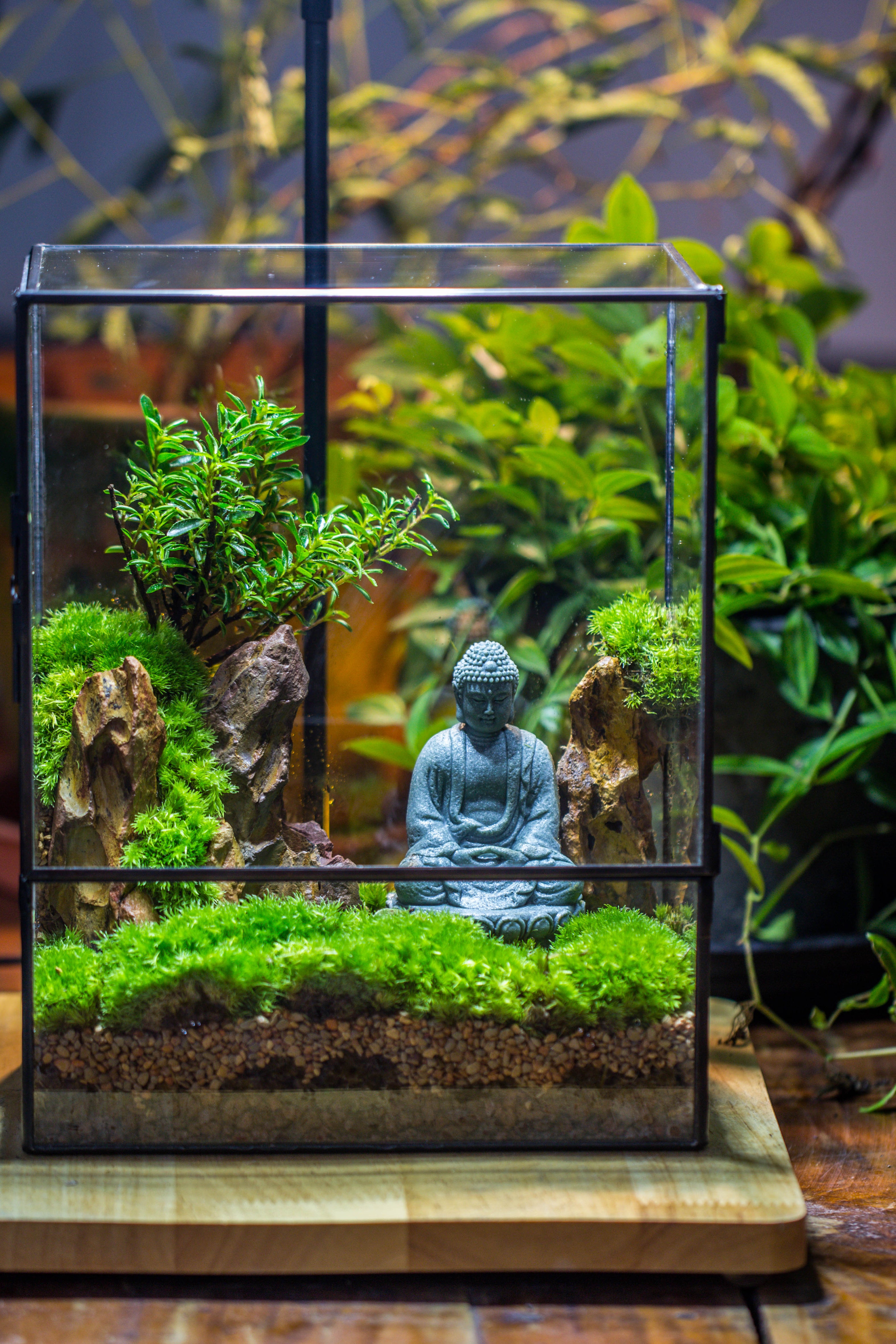 Buddha Geometric Glass Tin Terrarium Set | NCYP Garden — NCYPgarden