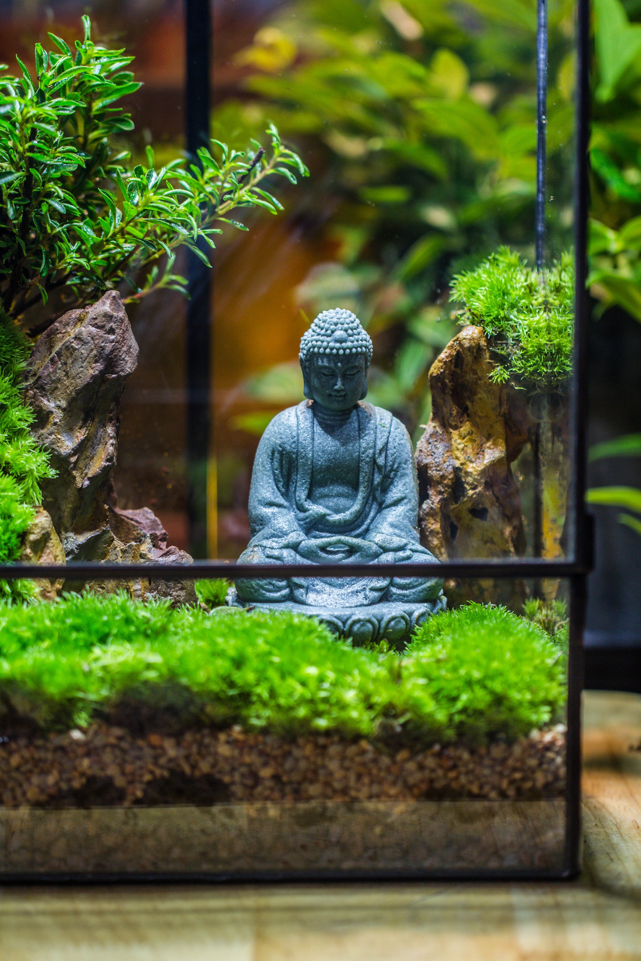 Buddha Geometric Glass Tin Terrarium Set | NCYP Garden — NCYPgarden