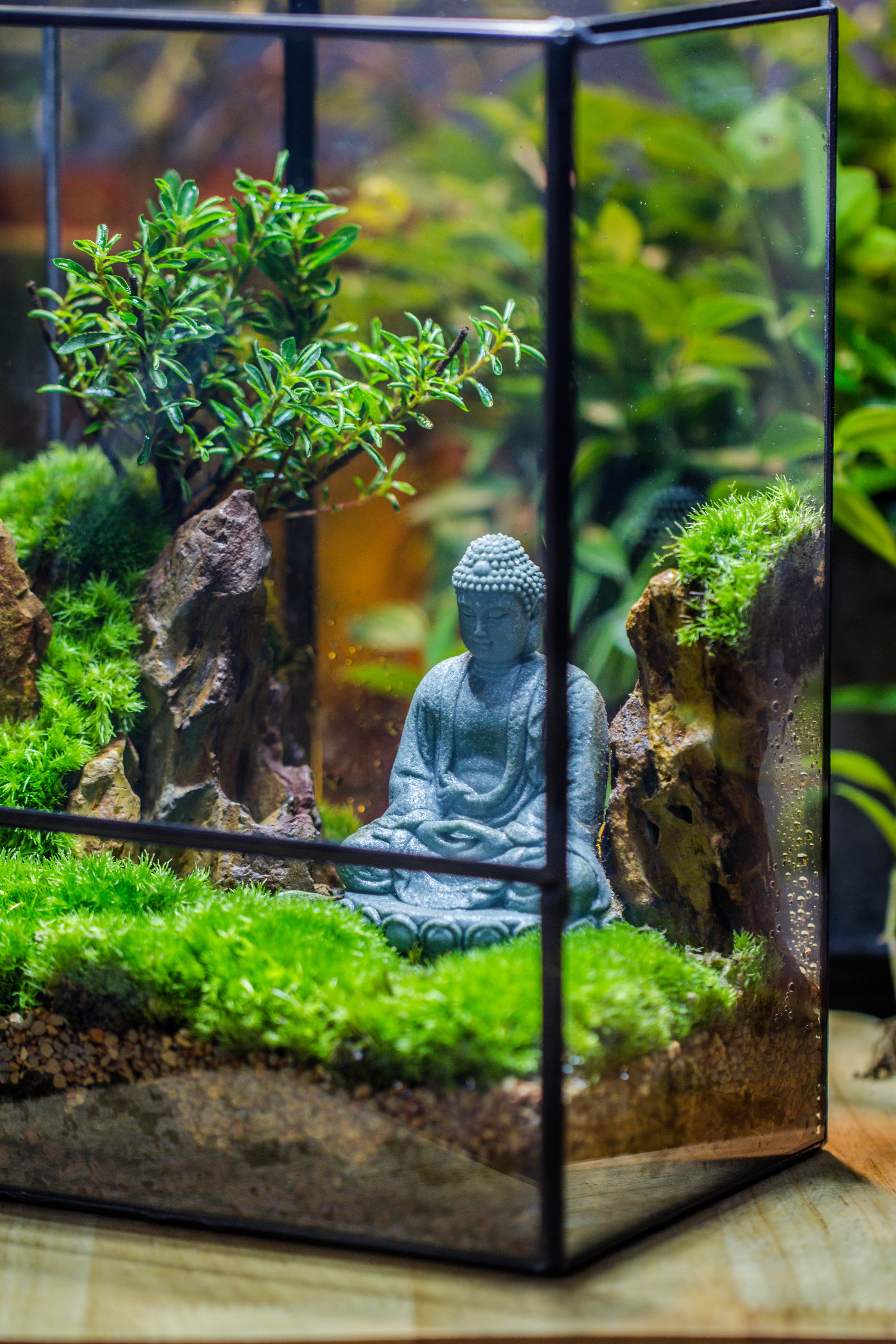 Buddha Geometric Glass Tin Terrarium Set | NCYP Garden — NCYPgarden