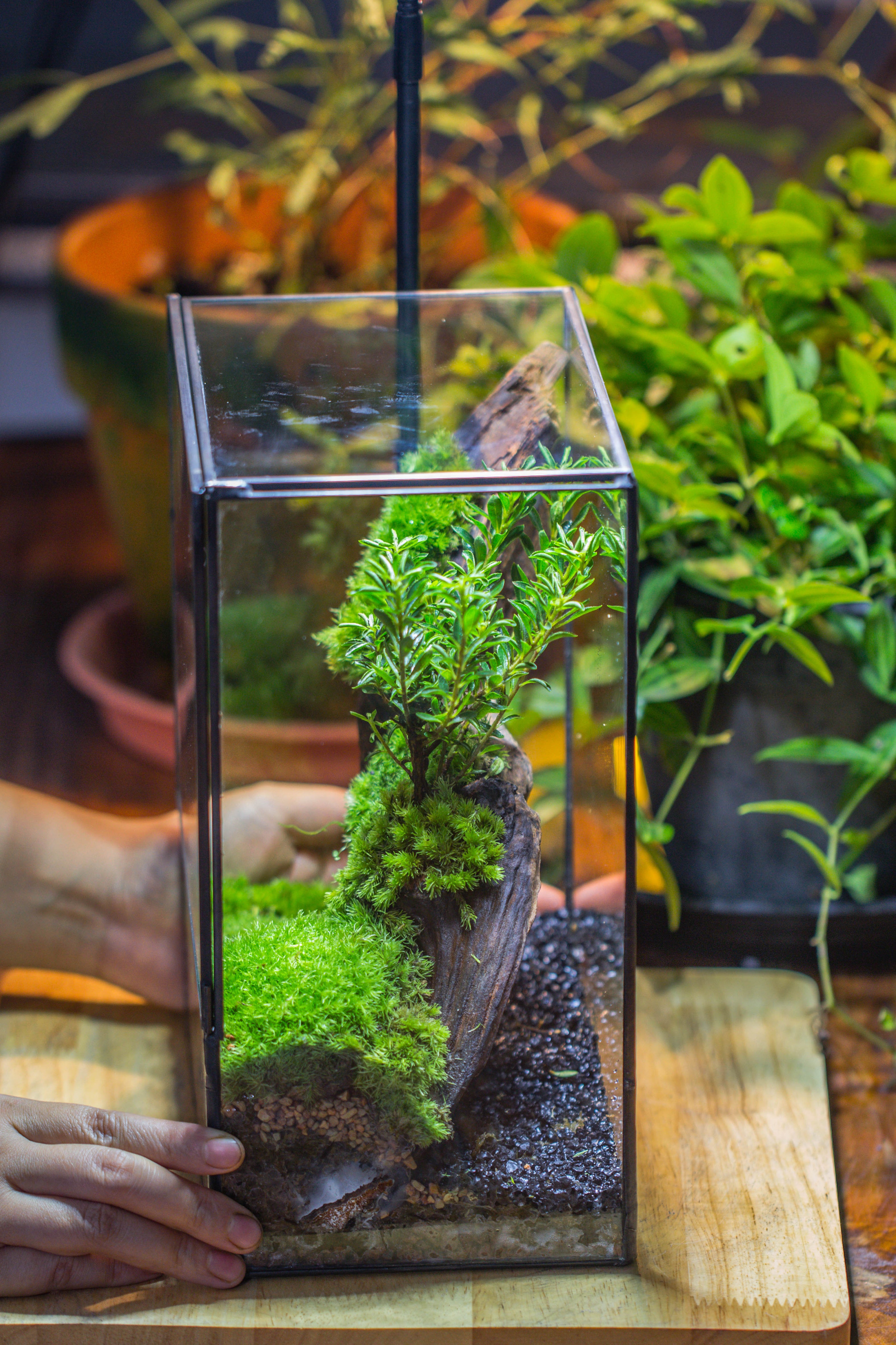 Glass Tin Terrarium & Driftwood Micro Landscape DIY Set — NCYPgarden