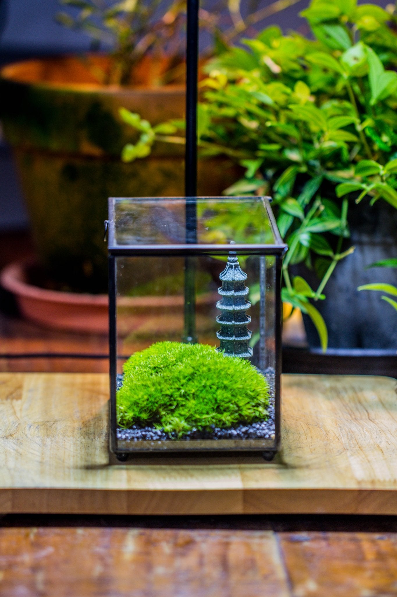 Preserved moss terrarium Miniature DIY set, Japanese Zen Style, Preser ...