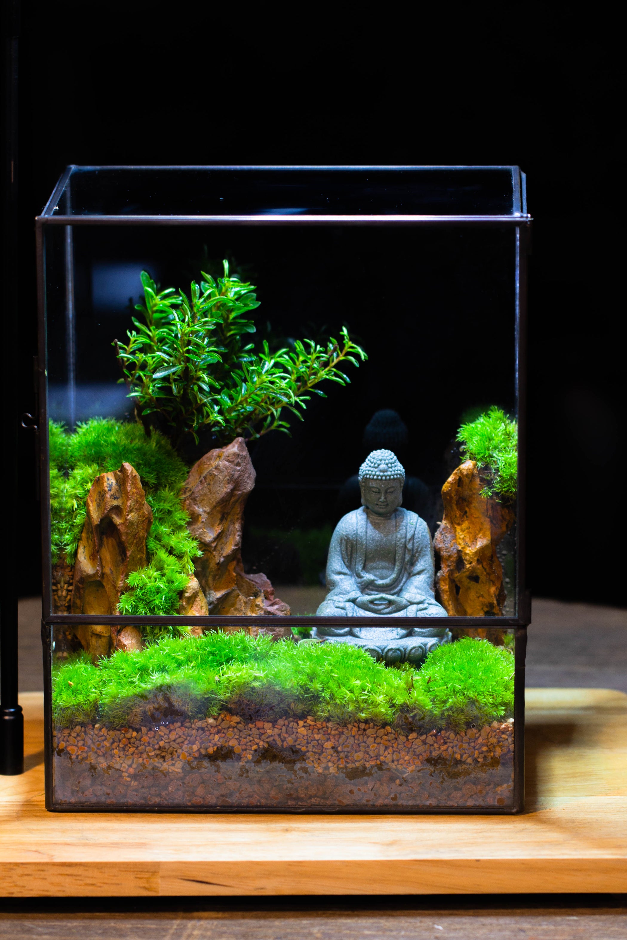 Buddha Geometric Glass Tin Terrarium Set | NCYP Garden — NCYPgarden