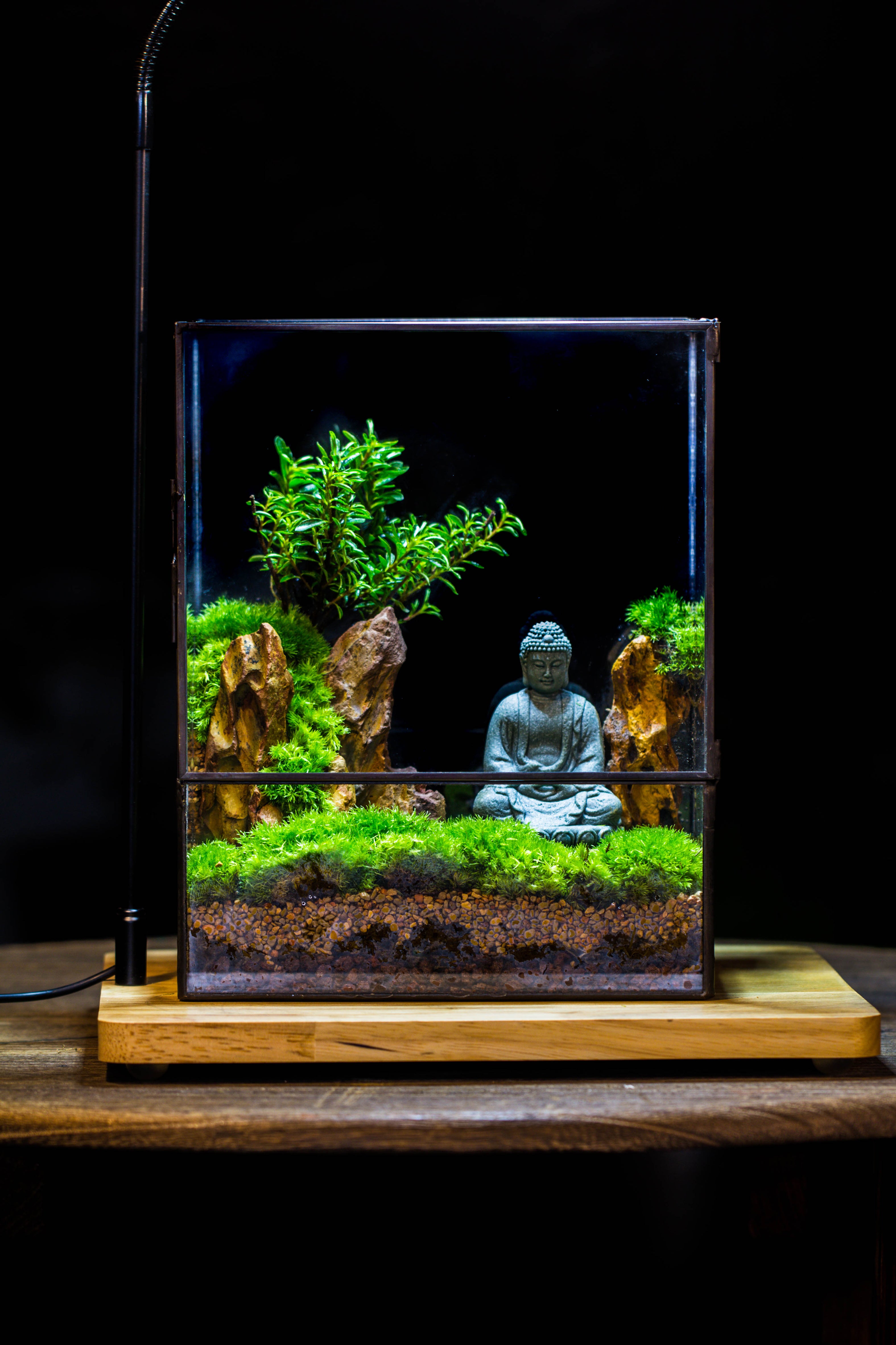 Buddha Geometric Glass Tin Terrarium Set | NCYP Garden — NCYPgarden