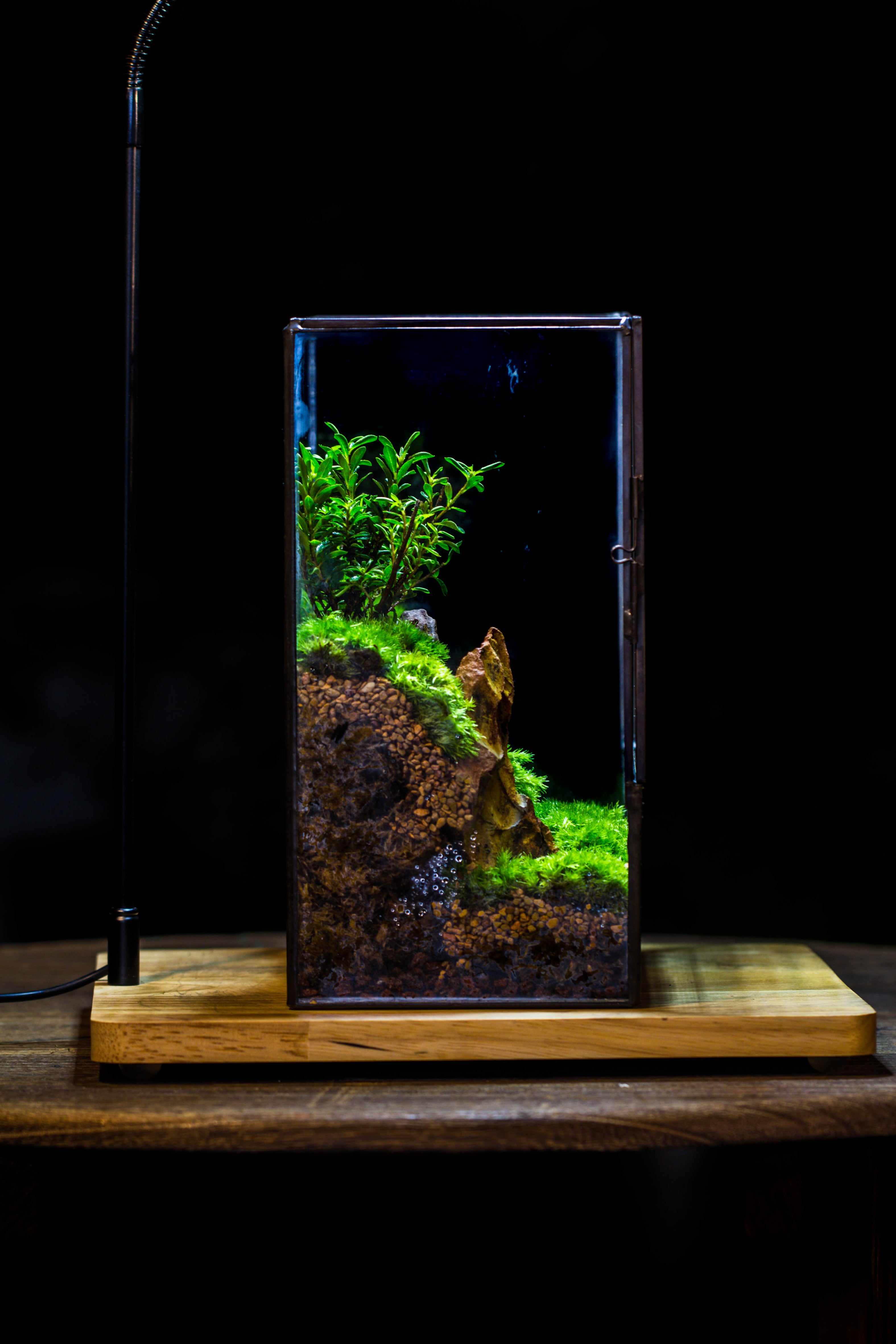 Buddha Geometric Glass Tin Terrarium Set | NCYP Garden — NCYPgarden