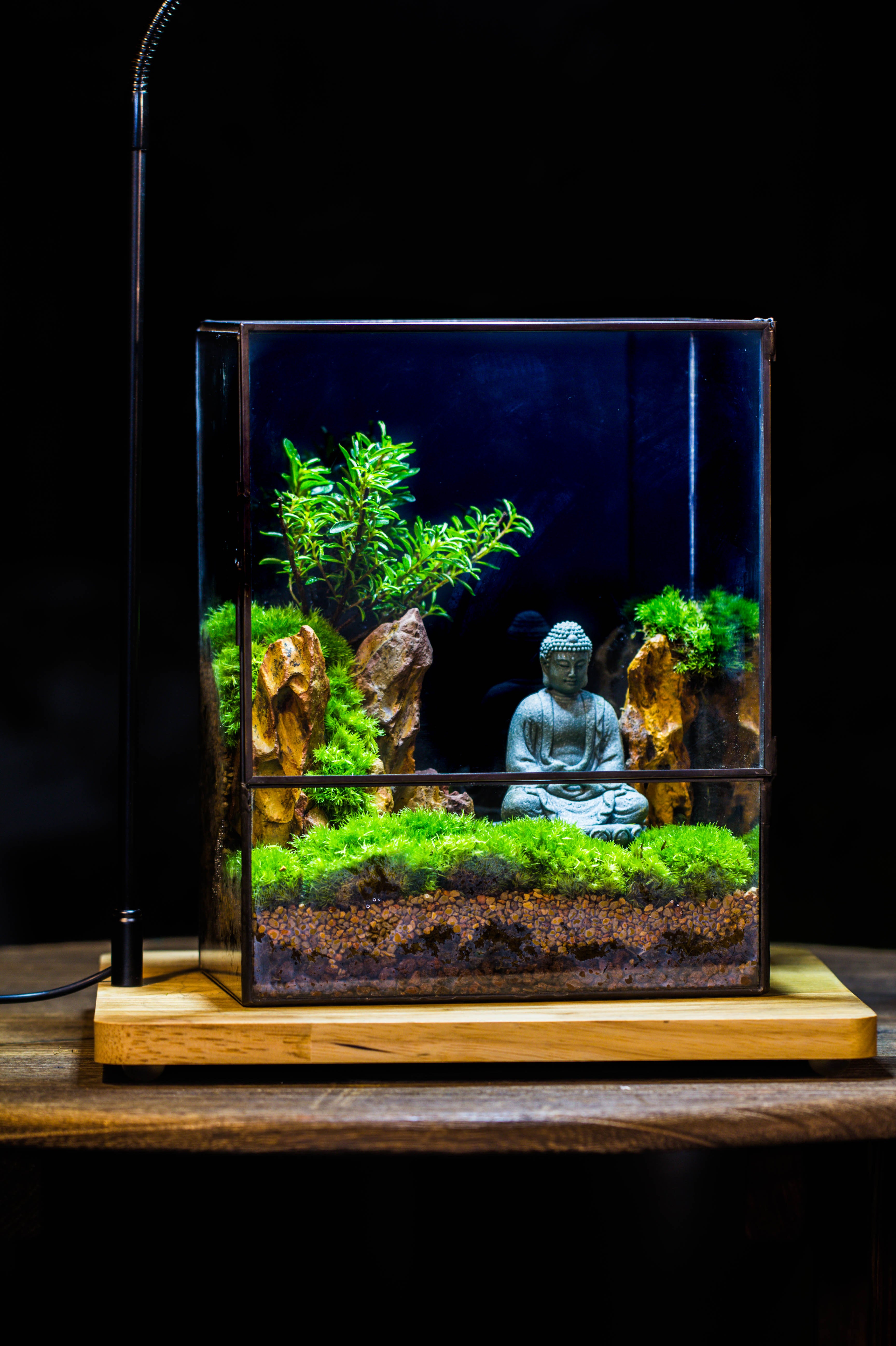 Buddha Geometric Glass Tin Terrarium Set | NCYP Garden — NCYPgarden