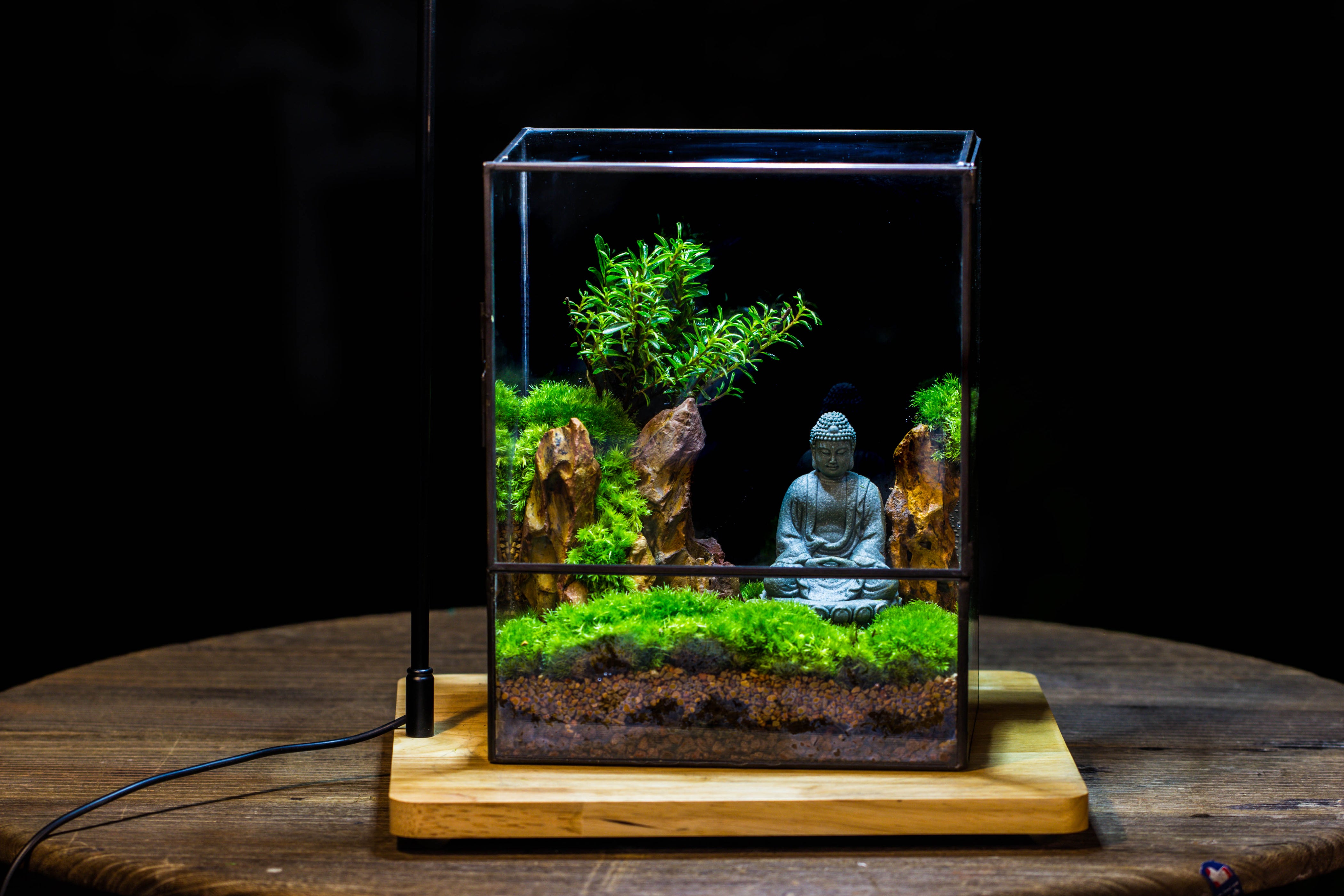 Buddha Geometric Glass Tin Terrarium Set | NCYP Garden — NCYPgarden