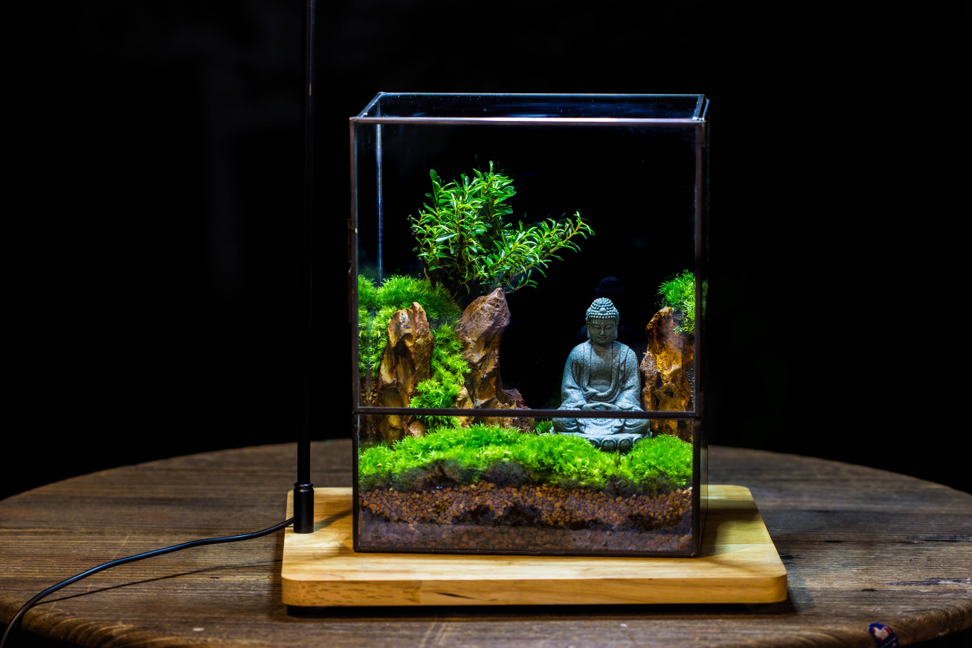 Buddha Geometric Glass Tin Terrarium Set | NCYP Garden — NCYPgarden