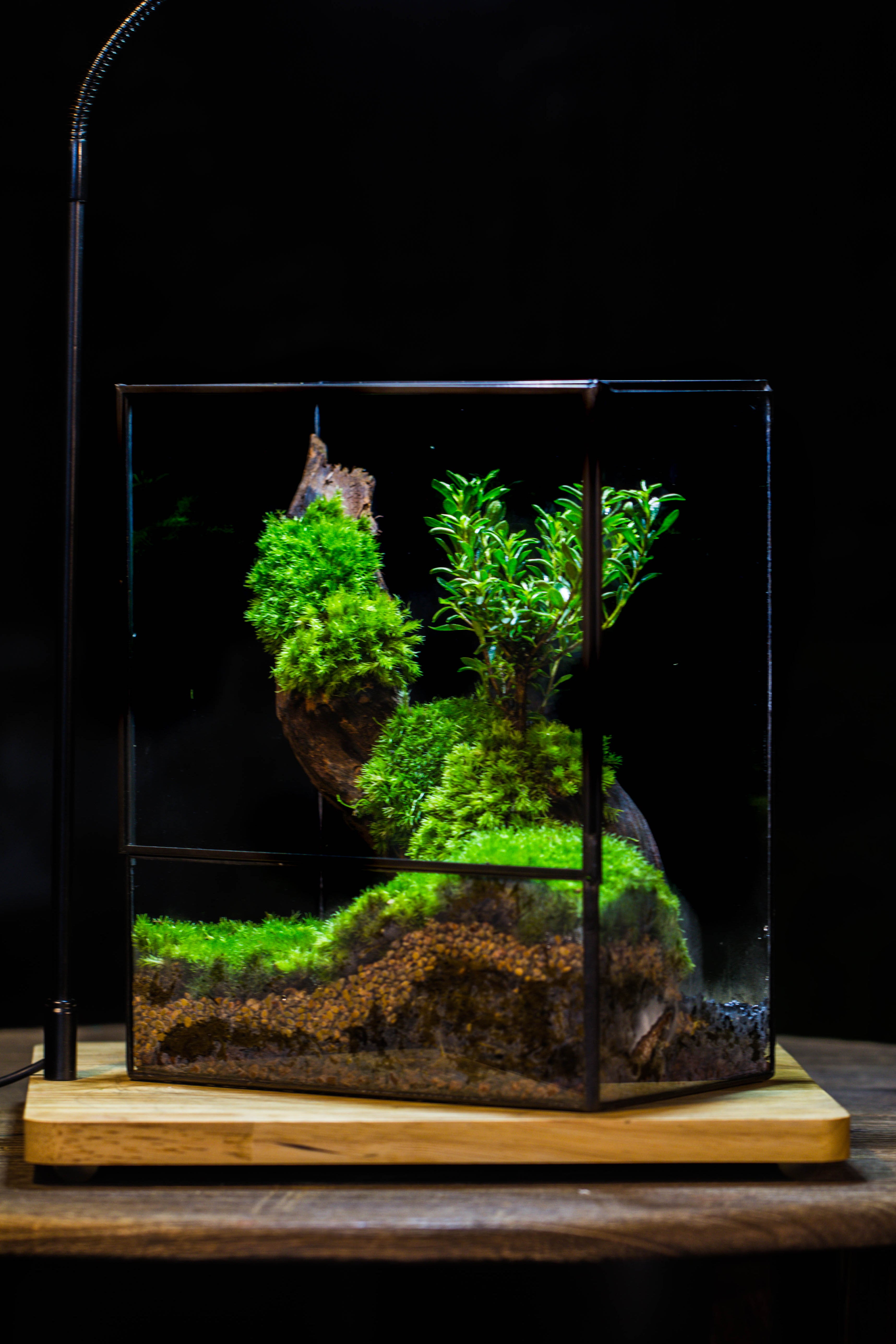 Glass Tin Terrarium & Driftwood Micro Landscape DIY Set — NCYPgarden