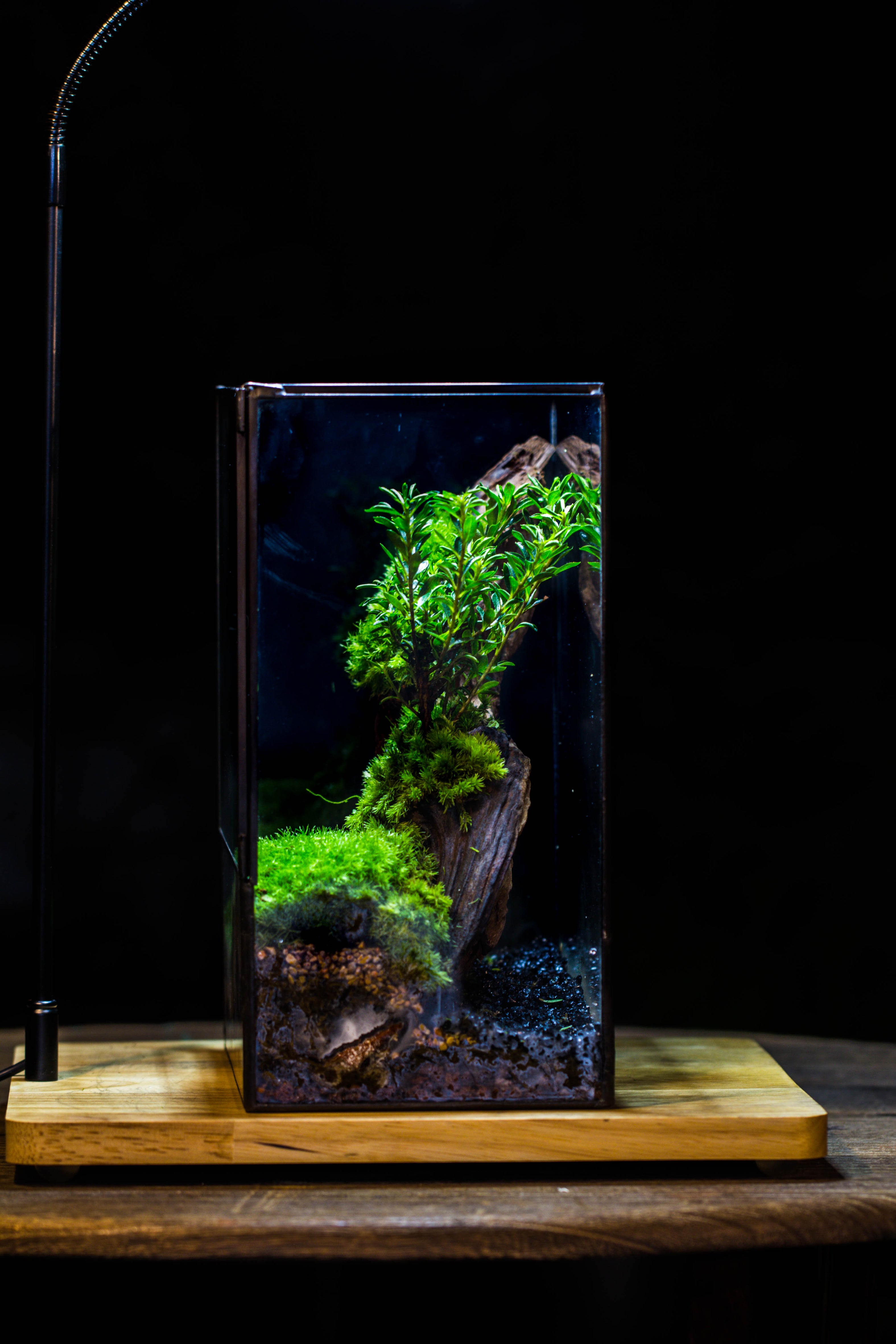 Glass Tin Terrarium & Driftwood Micro Landscape DIY Set — NCYPgarden