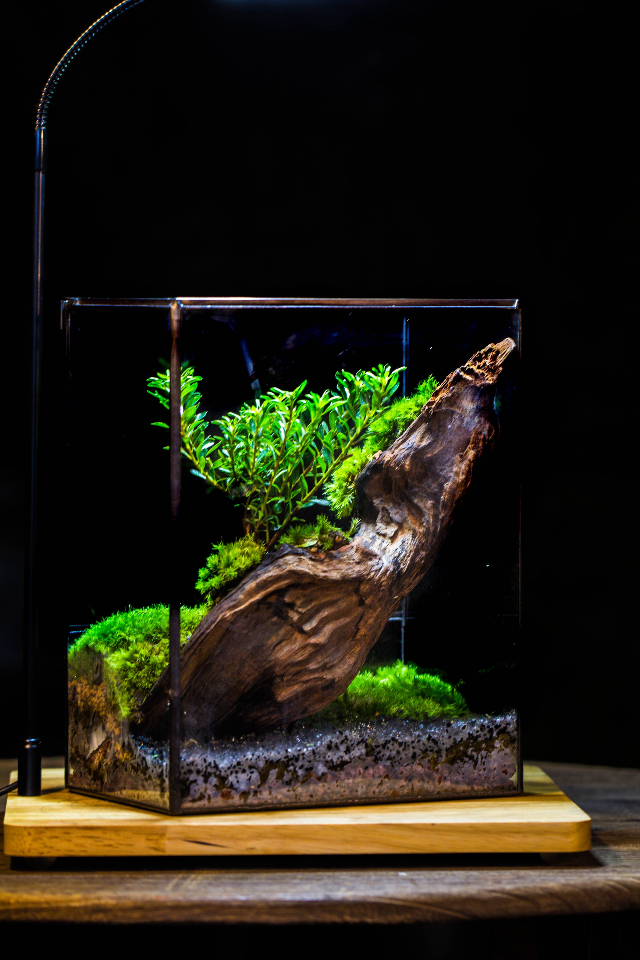 Glass Tin Terrarium & Driftwood Micro Landscape DIY Set — NCYPgarden