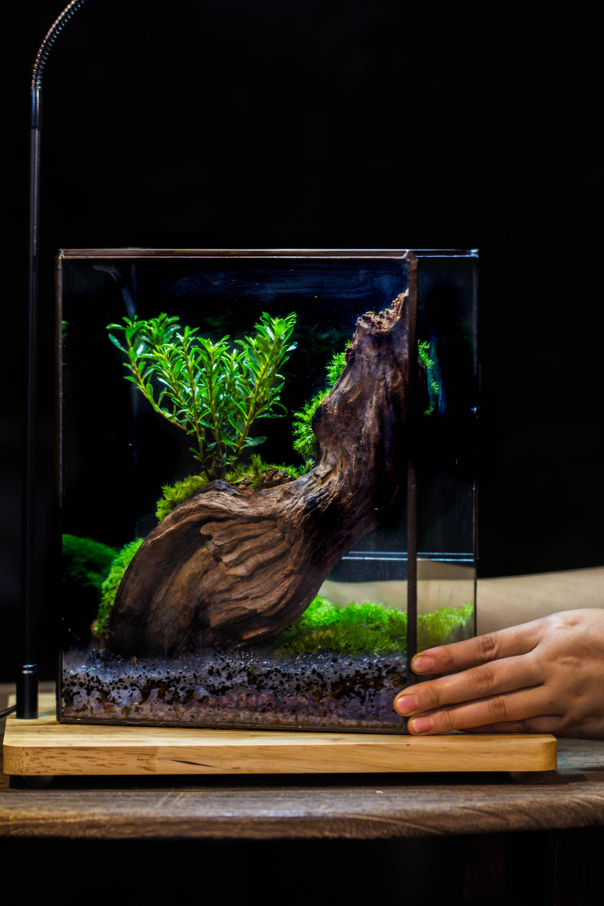 Glass Tin Terrarium & Driftwood Micro Landscape DIY Set — NCYPgarden