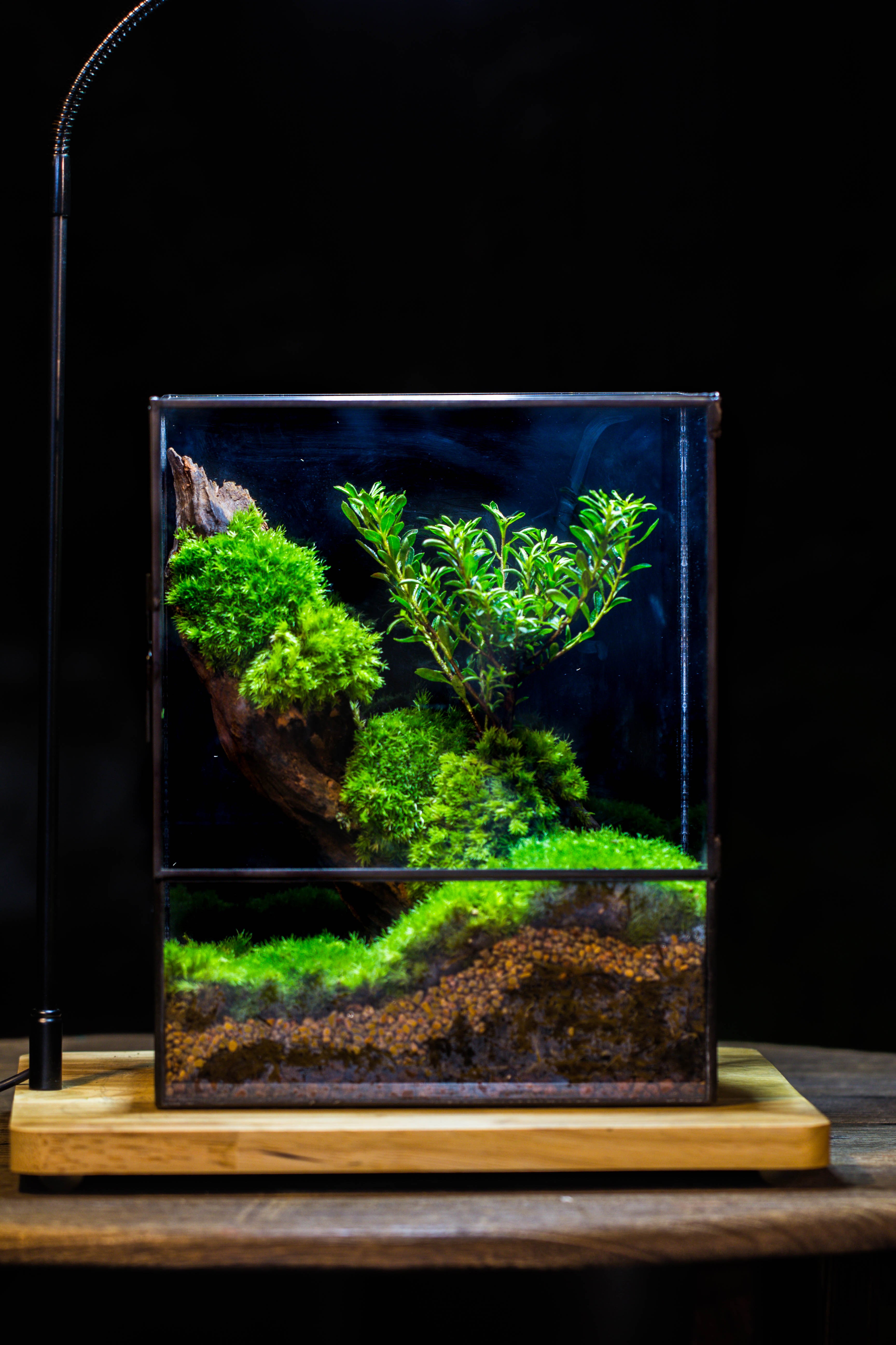 Glass Tin Terrarium & Driftwood Micro Landscape DIY Set — NCYPgarden