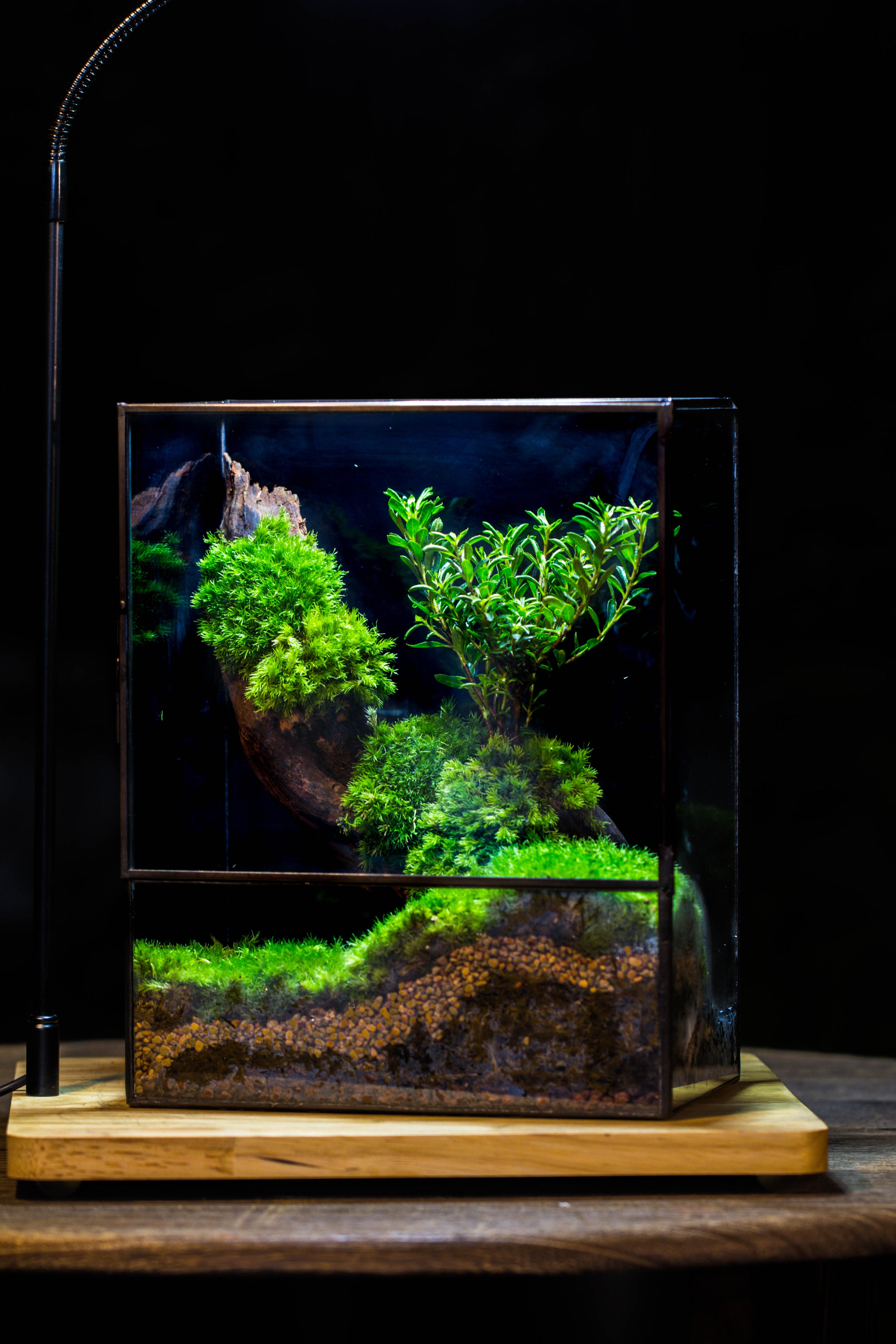 Glass Tin Terrarium & Driftwood Micro Landscape DIY Set — NCYPgarden