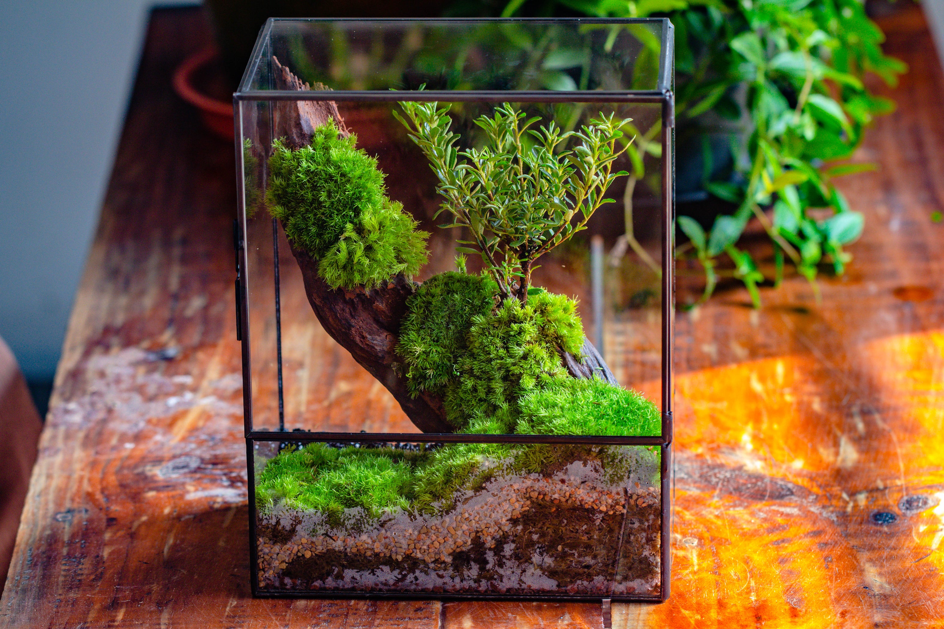 Glass Tin Terrarium & Driftwood Micro Landscape DIY Set — NCYPgarden
